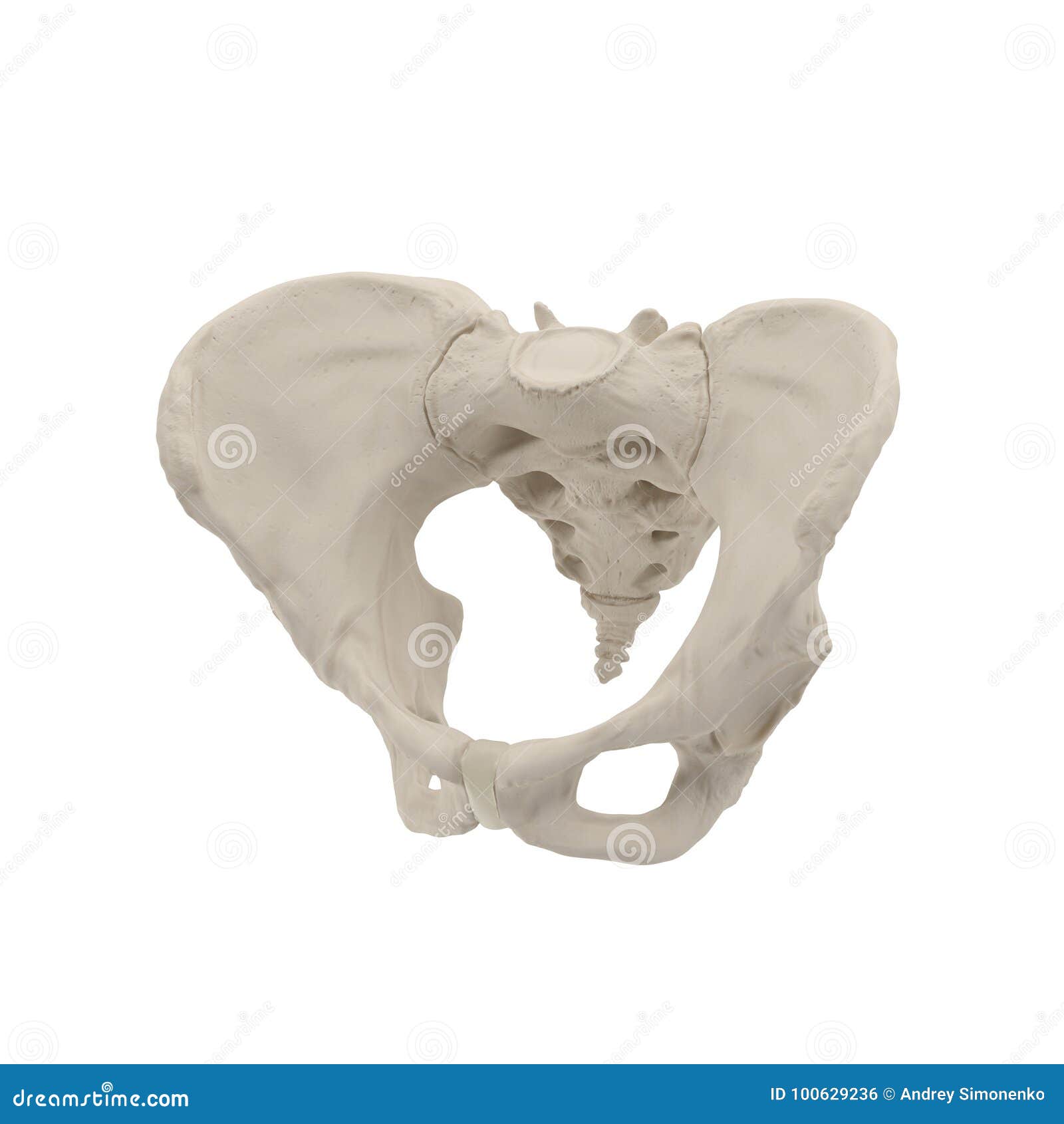 Female Pelvis Bone Anatomy Vector Illustration | CartoonDealer.com ...