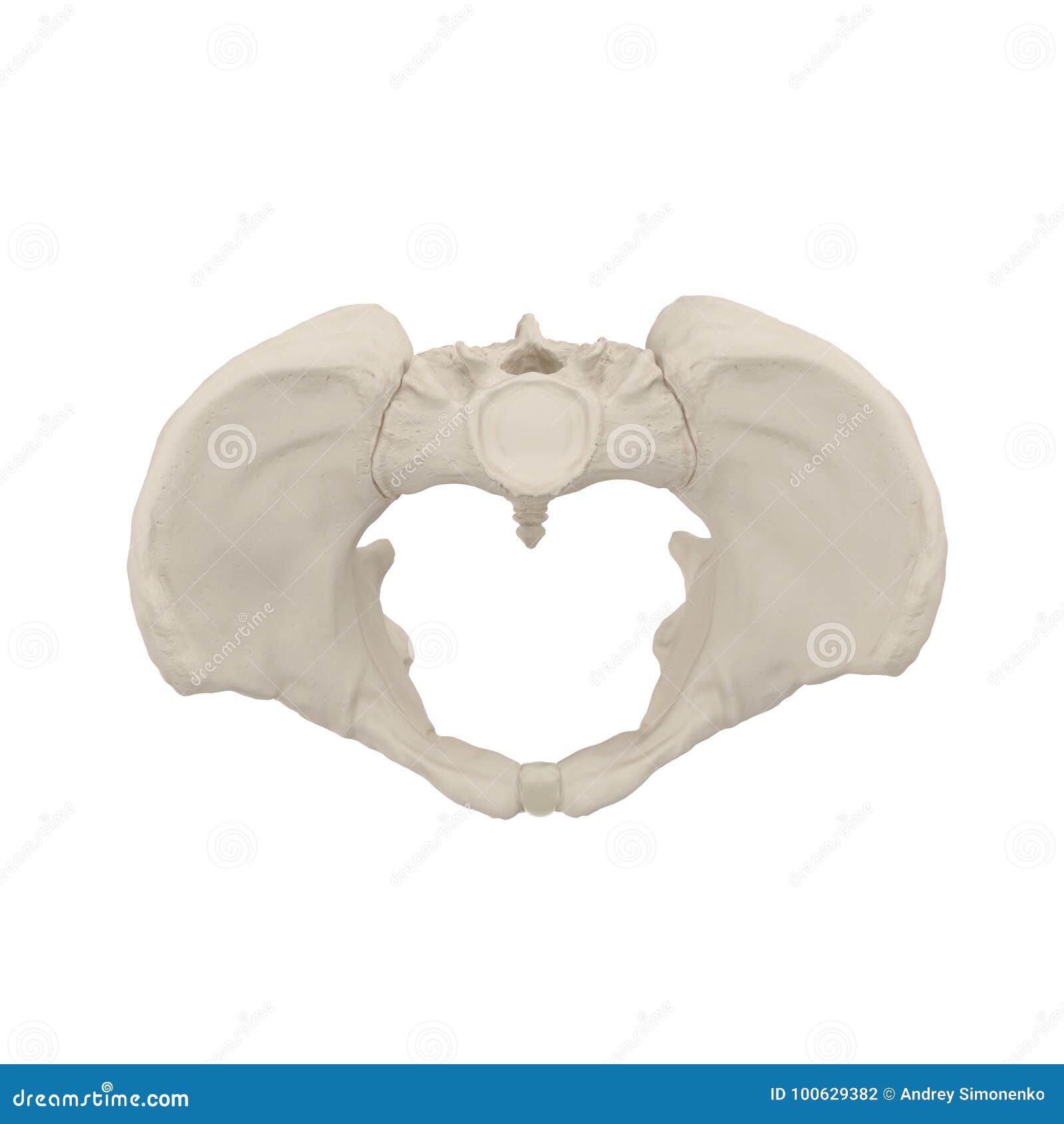 Female Pelvis Bone Anatomy Vector Illustration | CartoonDealer.com ...