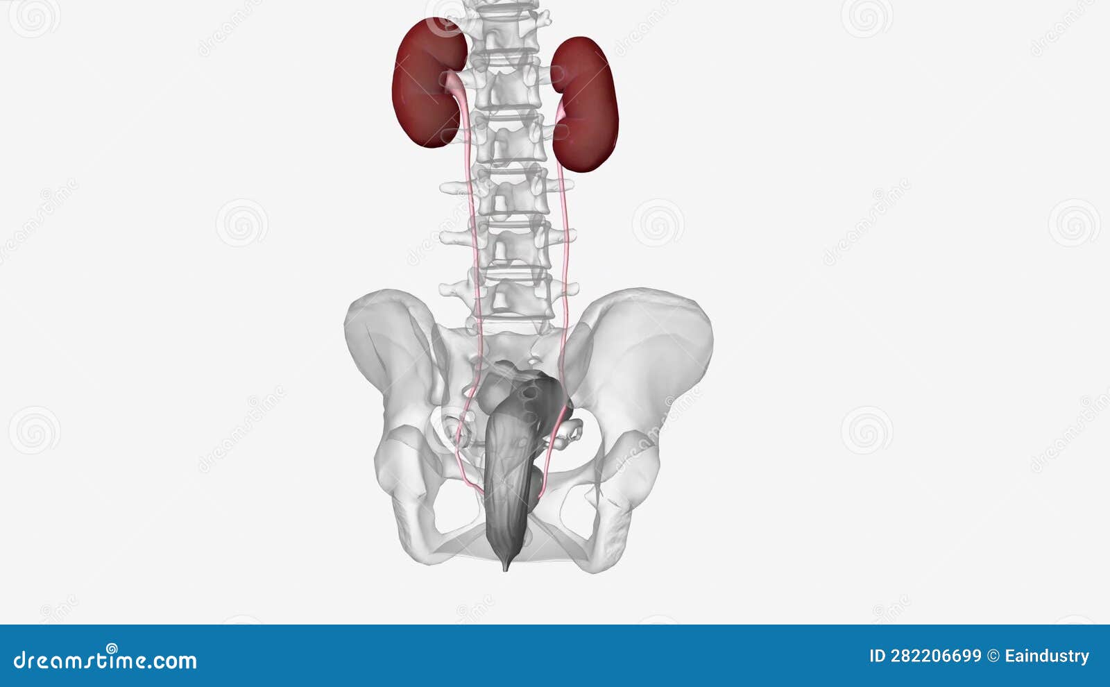 Female Pelvis , Urinary System Stock Video - Video of doctor, illness ...