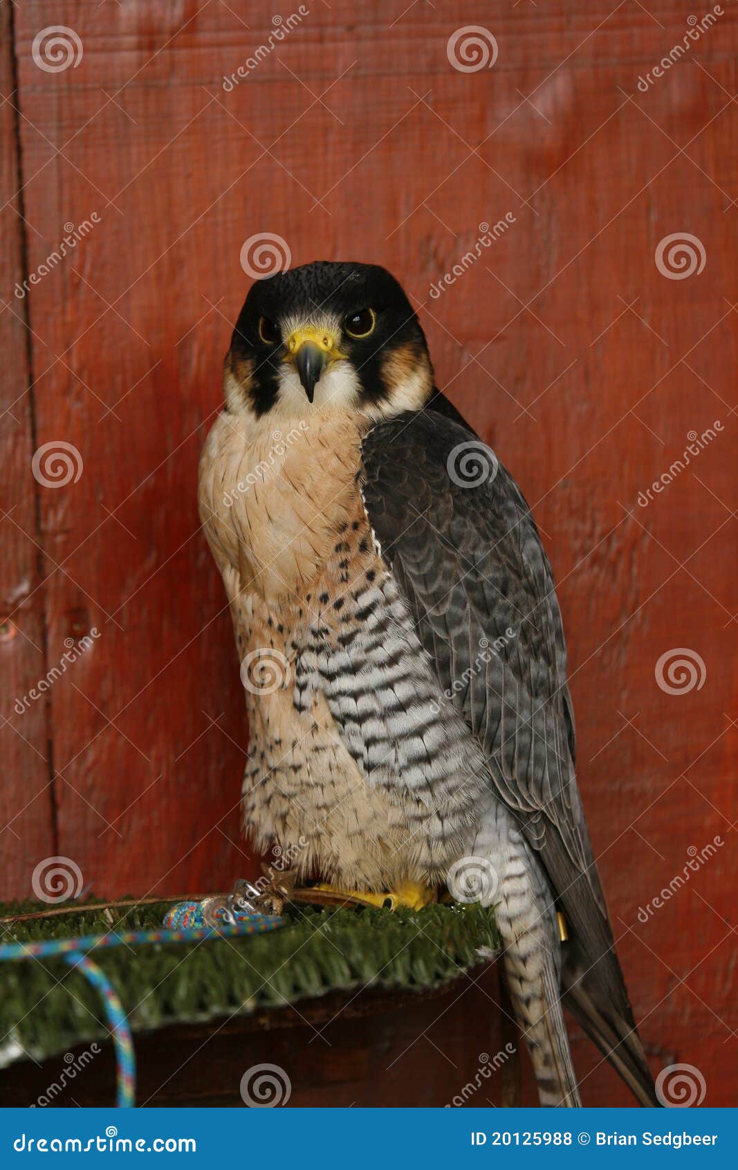 Female Peregrine Raptor at Rest Stock Photo - Image of falconidae ...