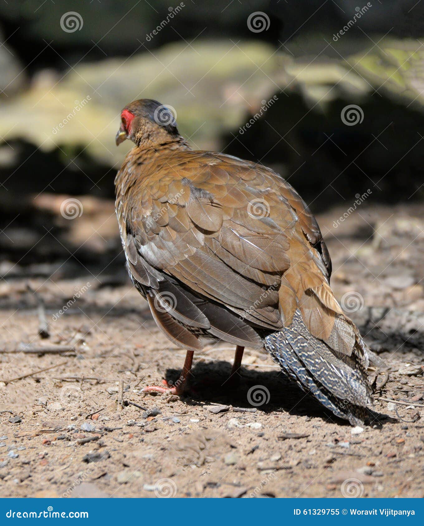 Female pheasant stock image. Image of grass, feather - 61329755