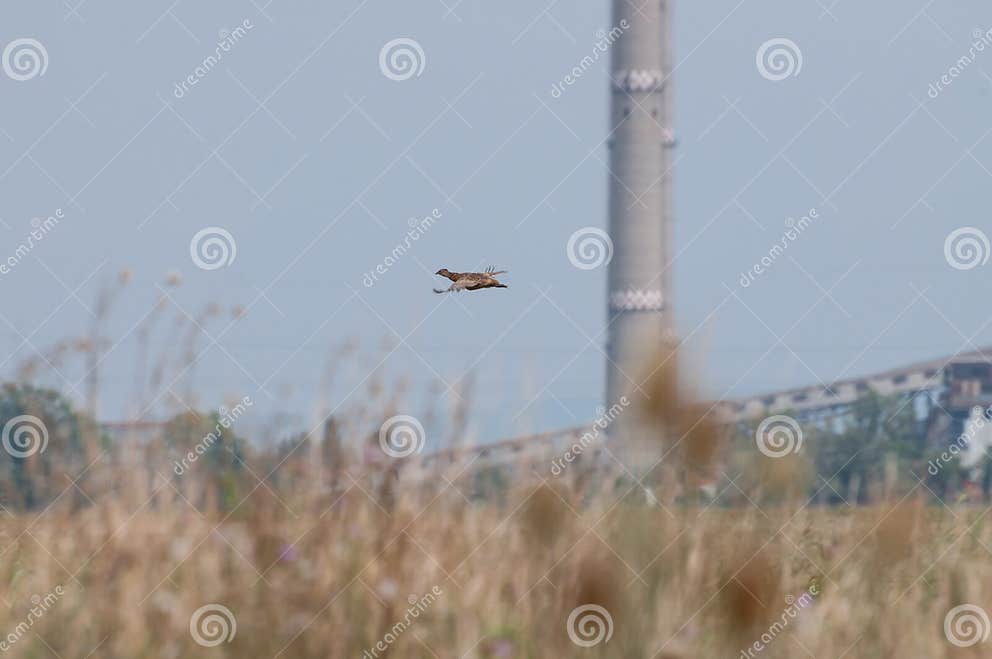 Female Pheasant Flying and a Tower Stock Photo - Image of distance ...