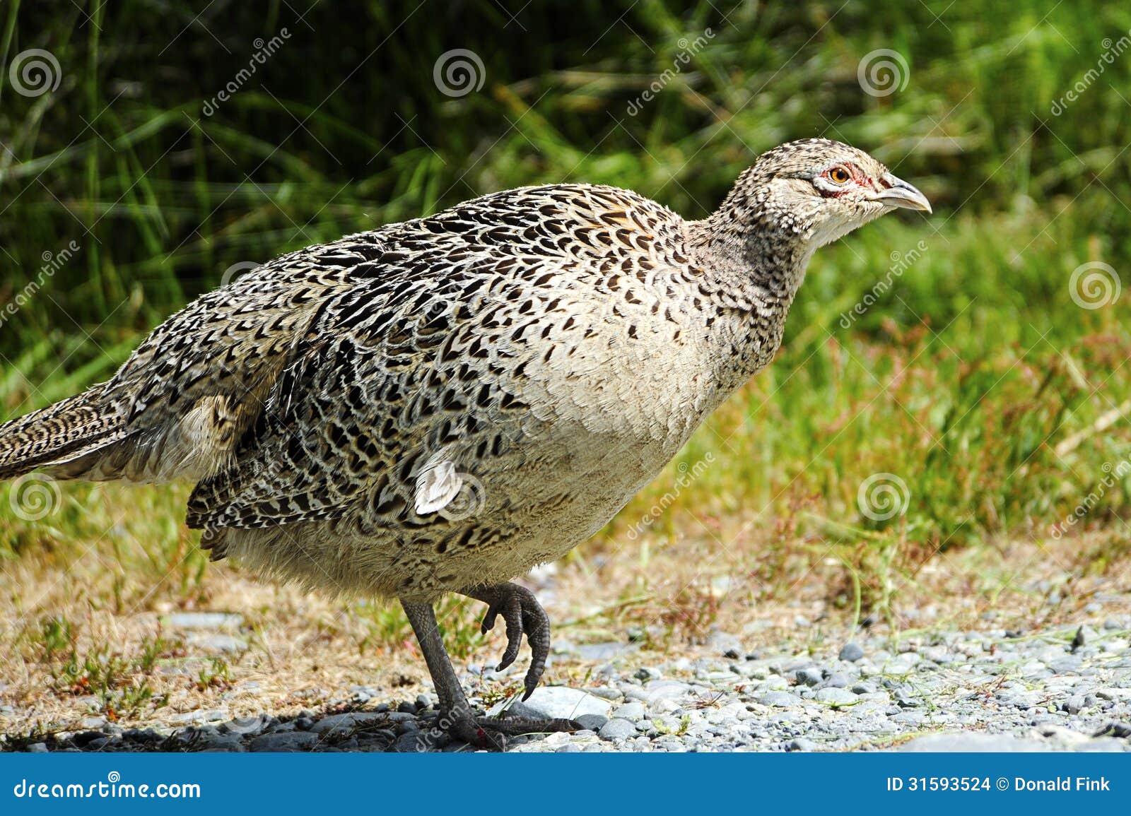 Female Pheasant stock photo. Image of wildlife, pheasant - 31593524