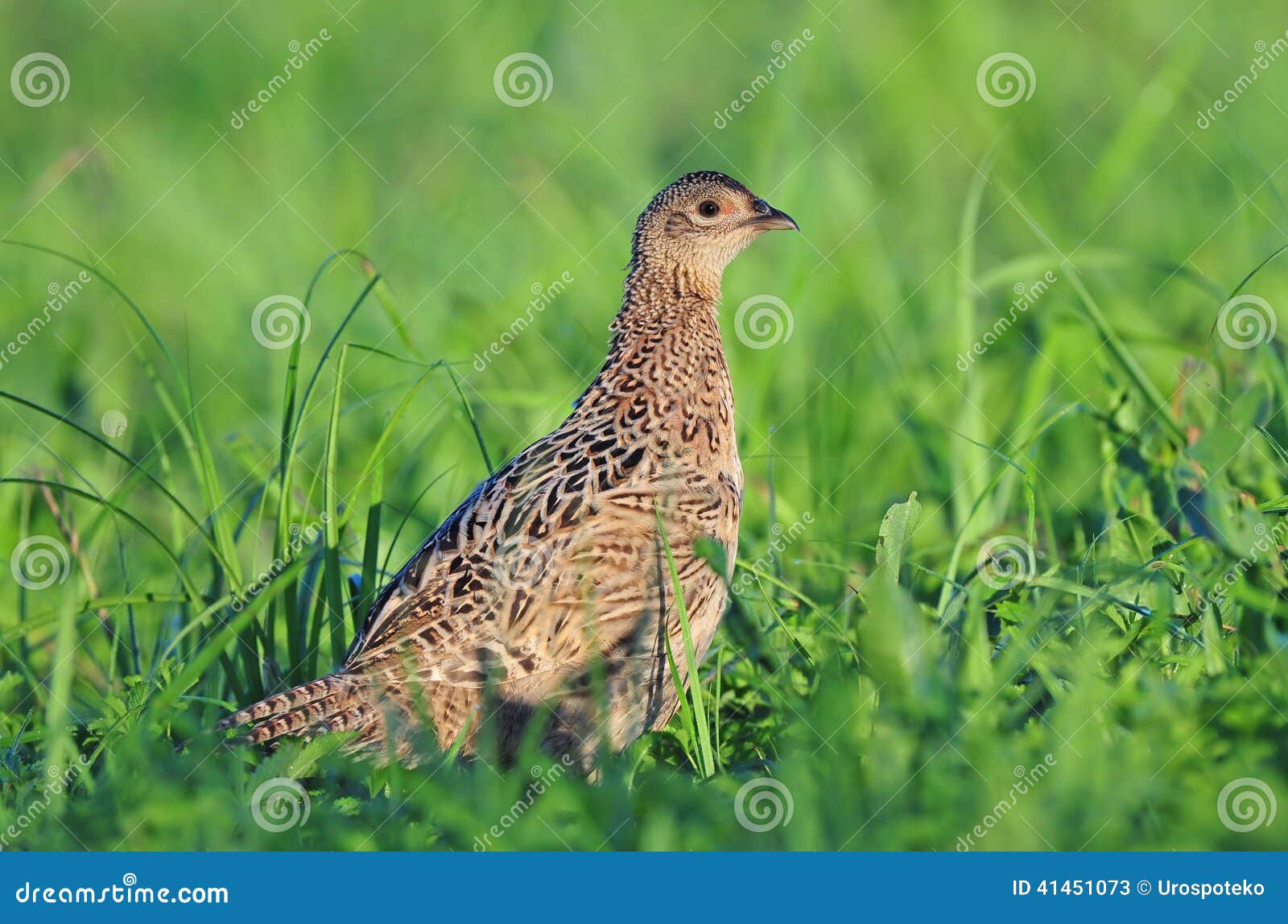 Female pheasant stock image. Image of animal, meadow - 41451073
