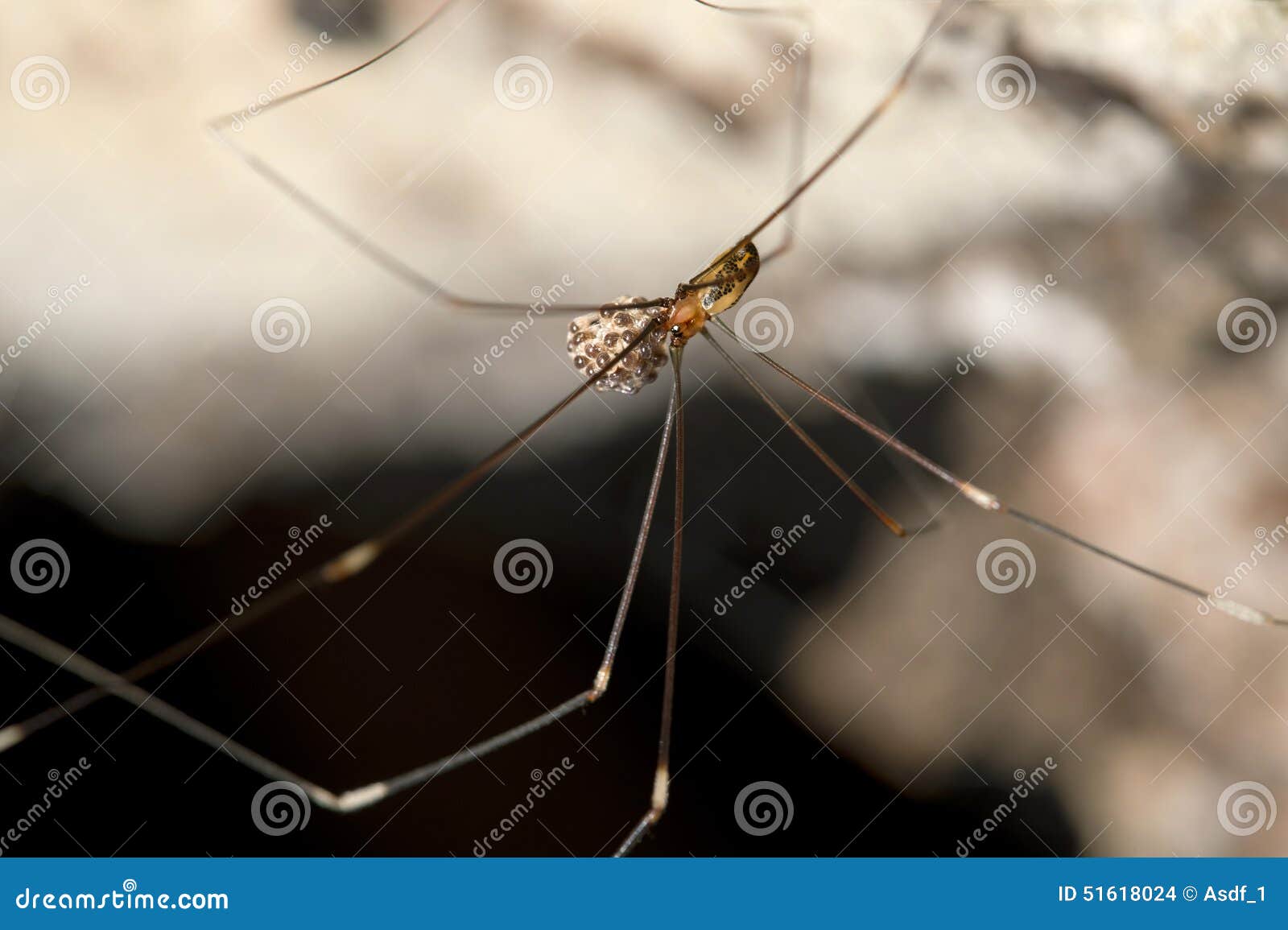 Female Pholcidae spider stock photo. Image of arachnids - 51618024