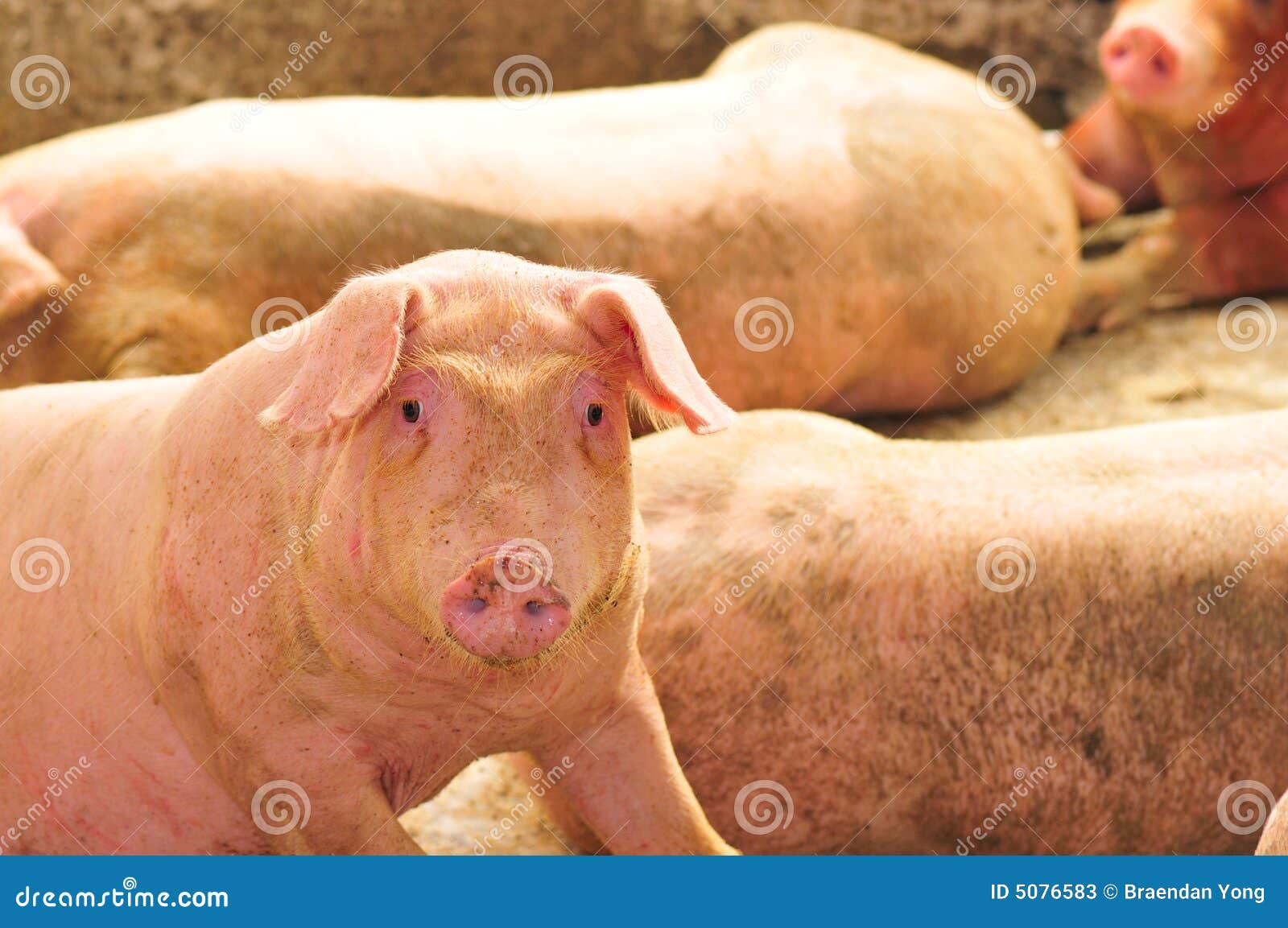 A female pig stock image. Image of breeding, bask, basking - 5076583