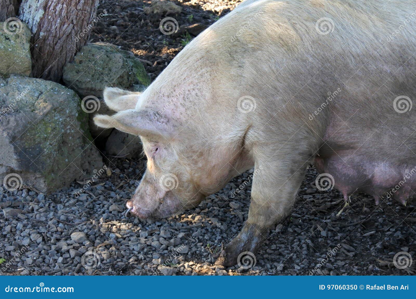 Female pig eating grass stock photo. Image of intelligence - 97060350