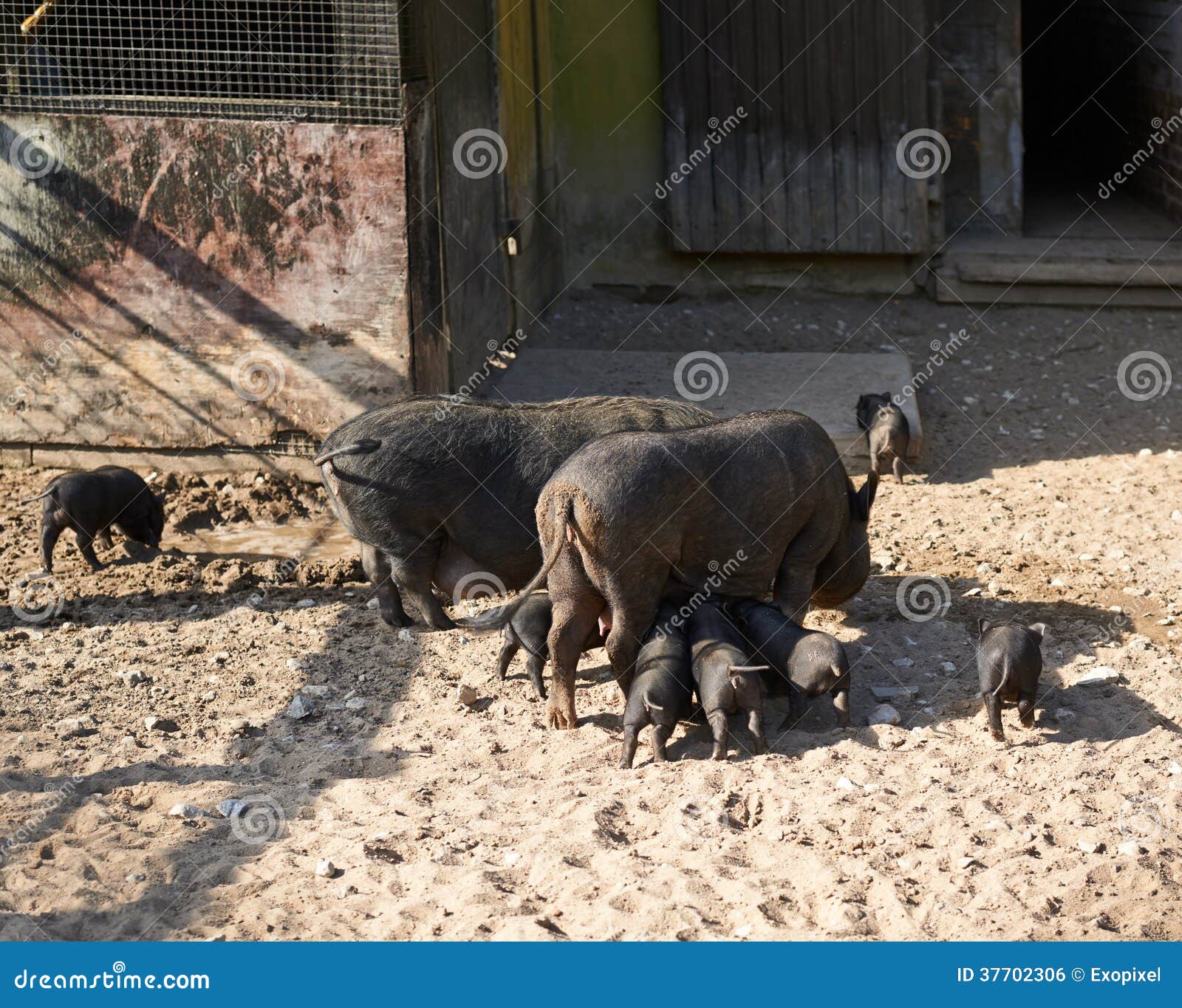 Female Pig Feeding Piglings Stock Photo - Image of piggy, food: 37702306