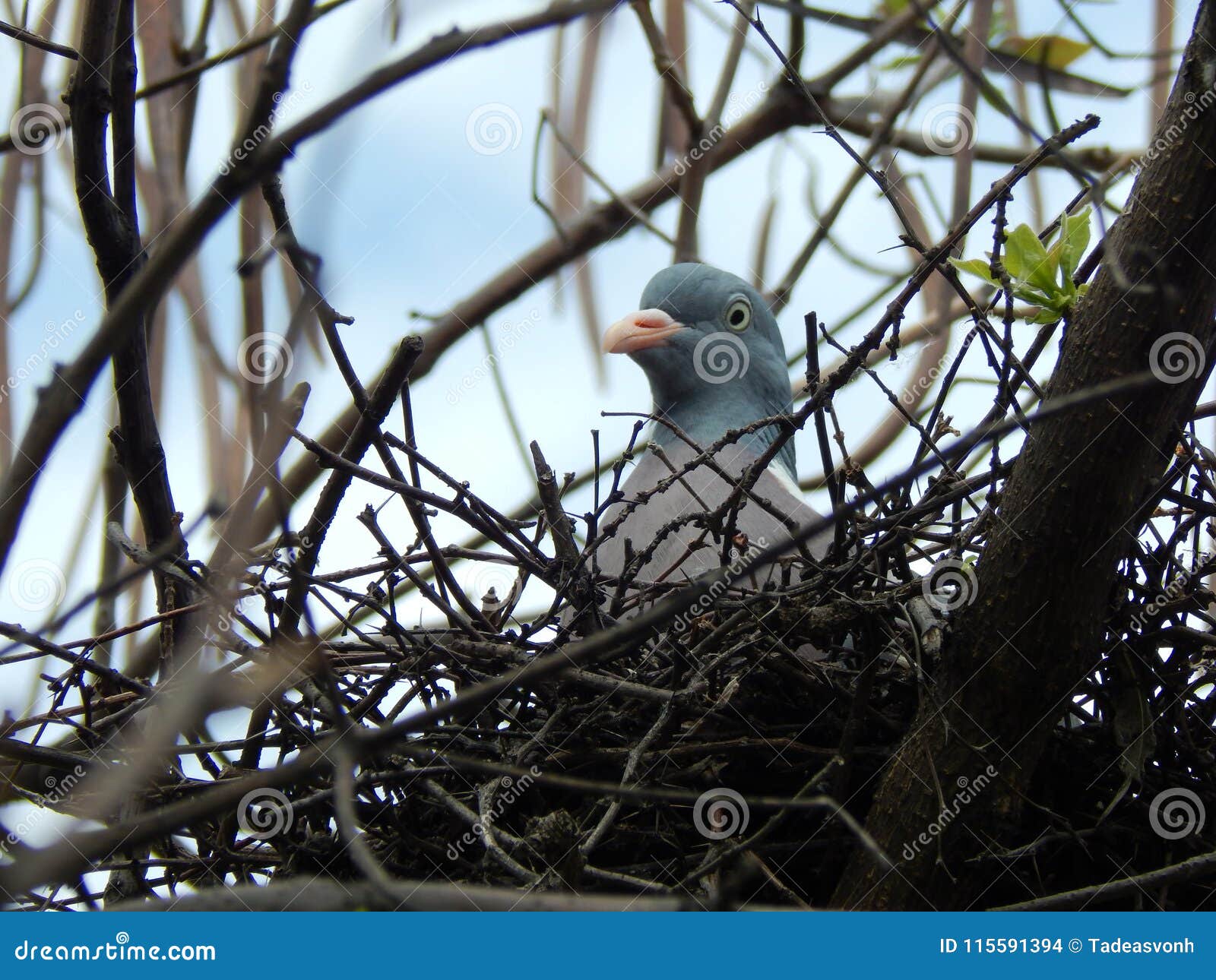 Waiting for hatching stock photo. Image of eastern, czechia - 115591394