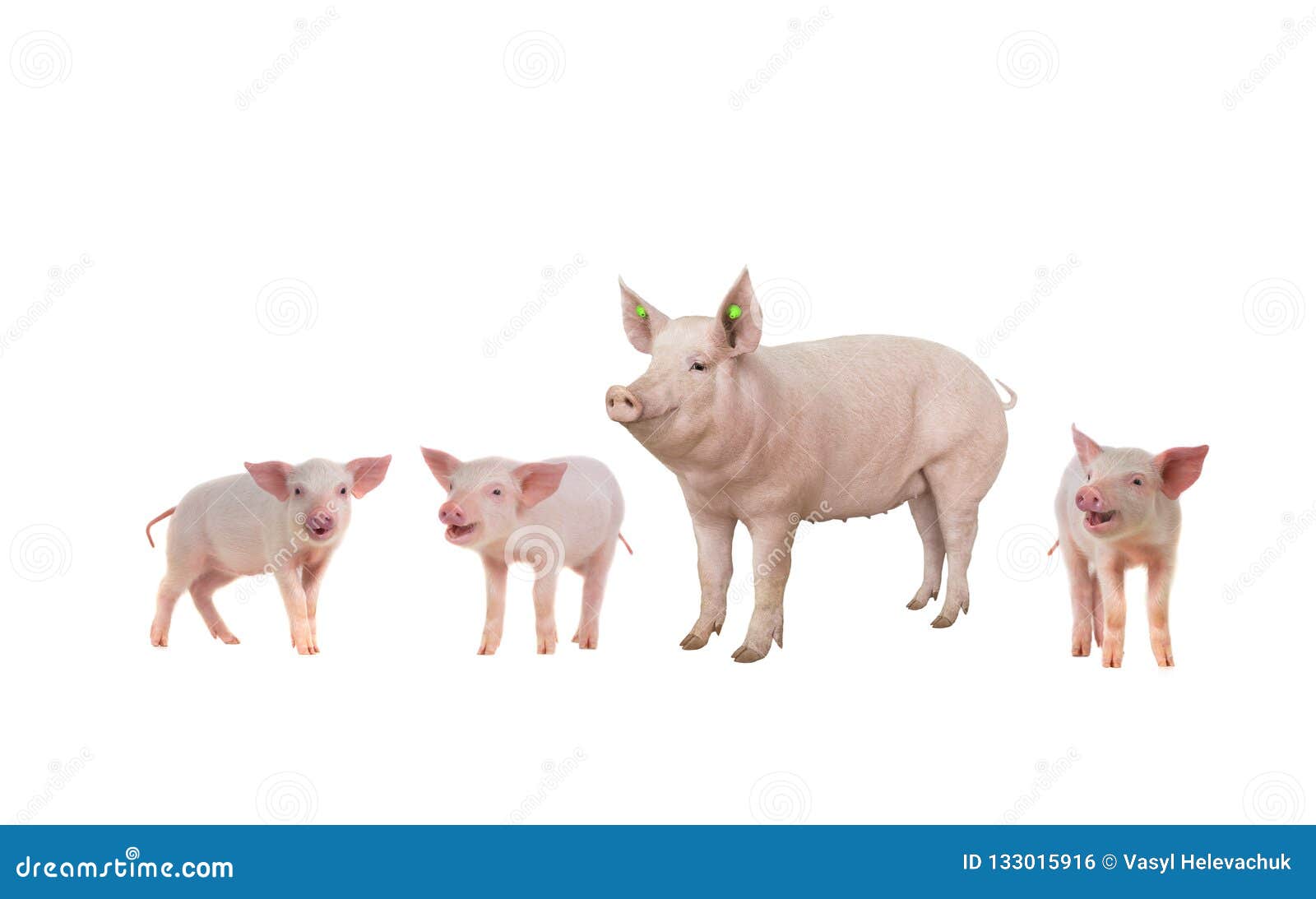 Female Pig and Piglet Isolated Stock Photo - Image of background, hair ...