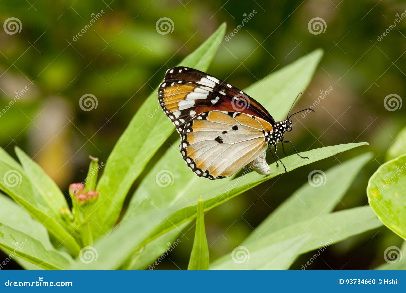 Female Plain Tiger Danaus Chrysippus Butterfly Stock Photo - Image of ...