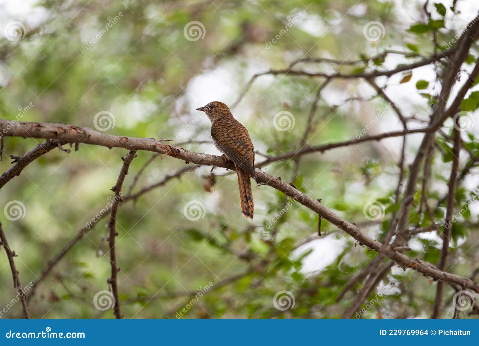 Plaintive Cuckoo stock photo. Image of calls, feather - 229769964