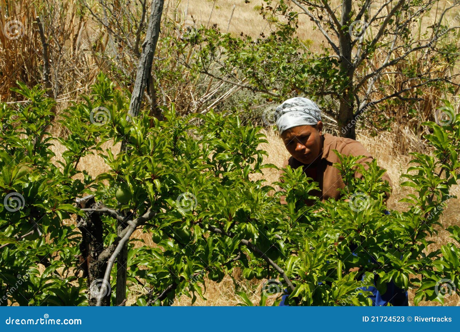 Female plum fruit picker editorial stock photo. Image of picker - 21724523
