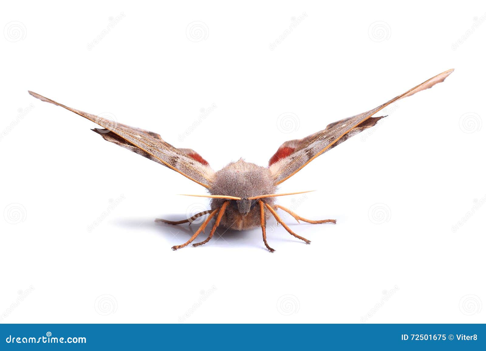 Female of Poplar Hawk-moth (Laothoe Populi) Stock Image - Image of moth ...
