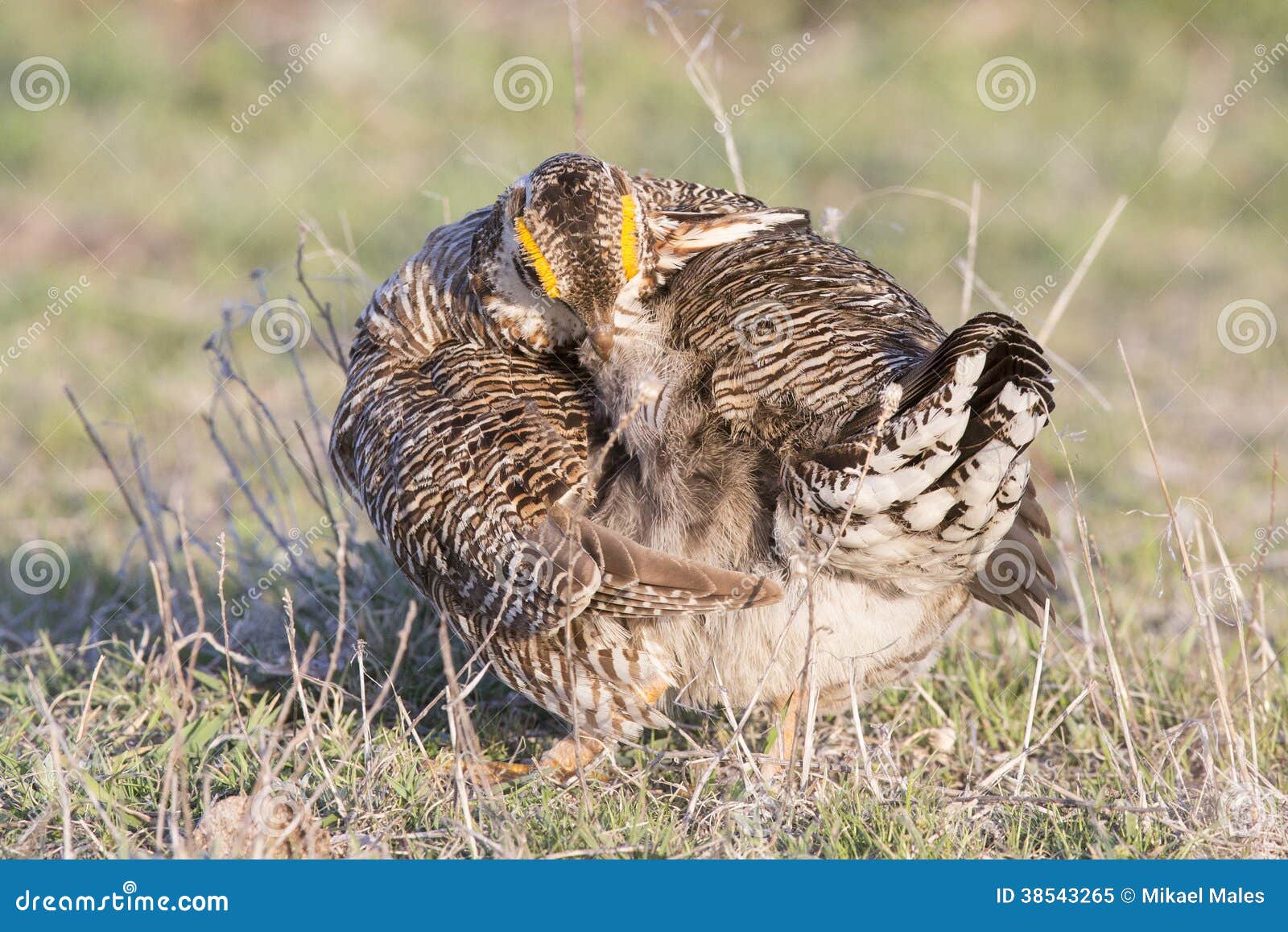 Female Prairie Chicken stock image. Image of firebird - 38543265