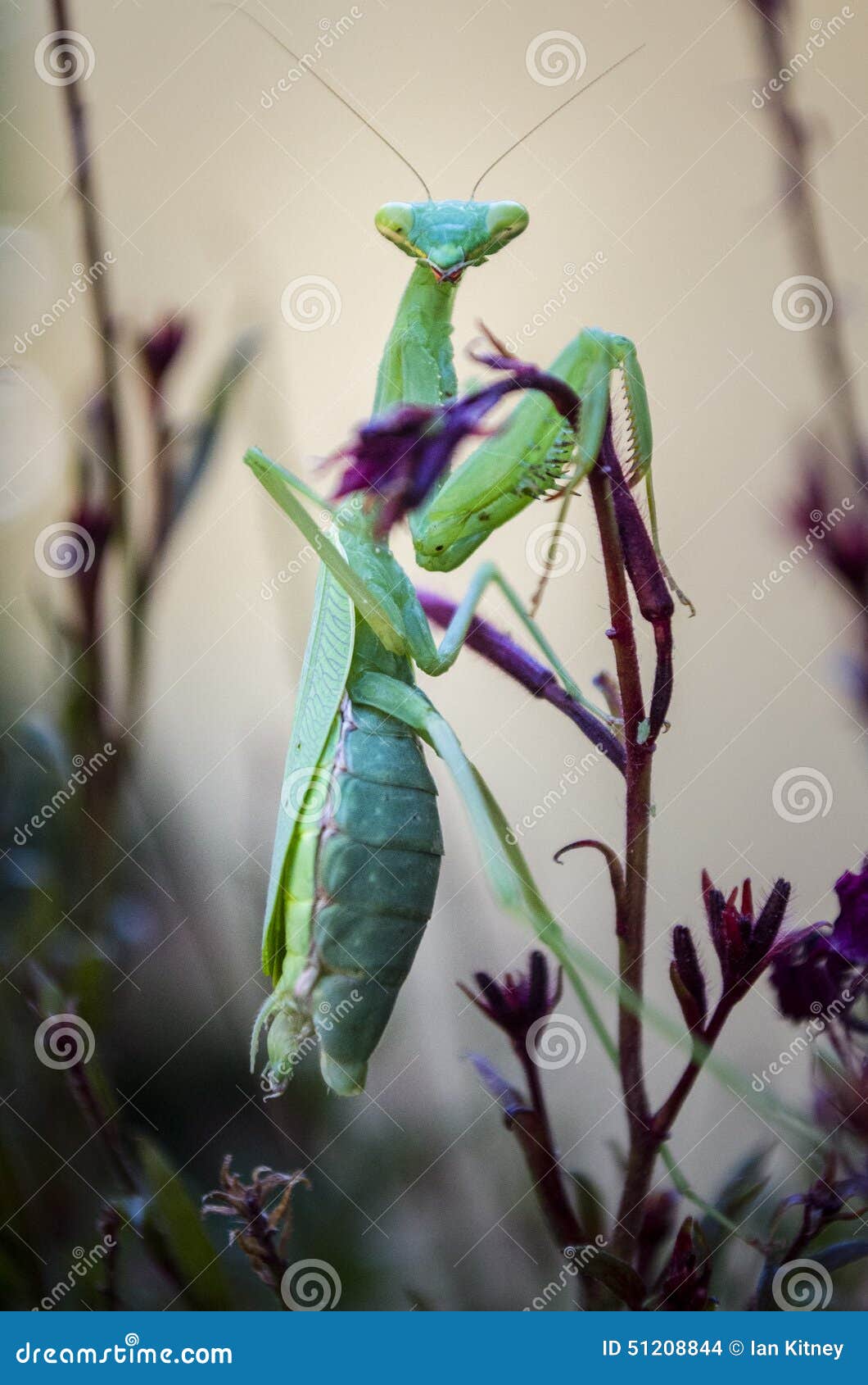 Springbok Mantis Stock Photos - Free & Royalty-Free Stock Photos from ...