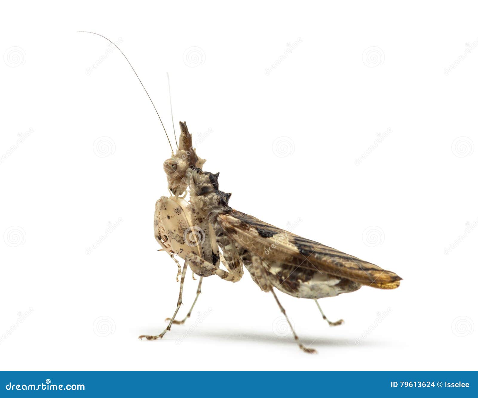 Female Praying Mantis, Ceratomantis Saussurii Stock Photo - Image of ...