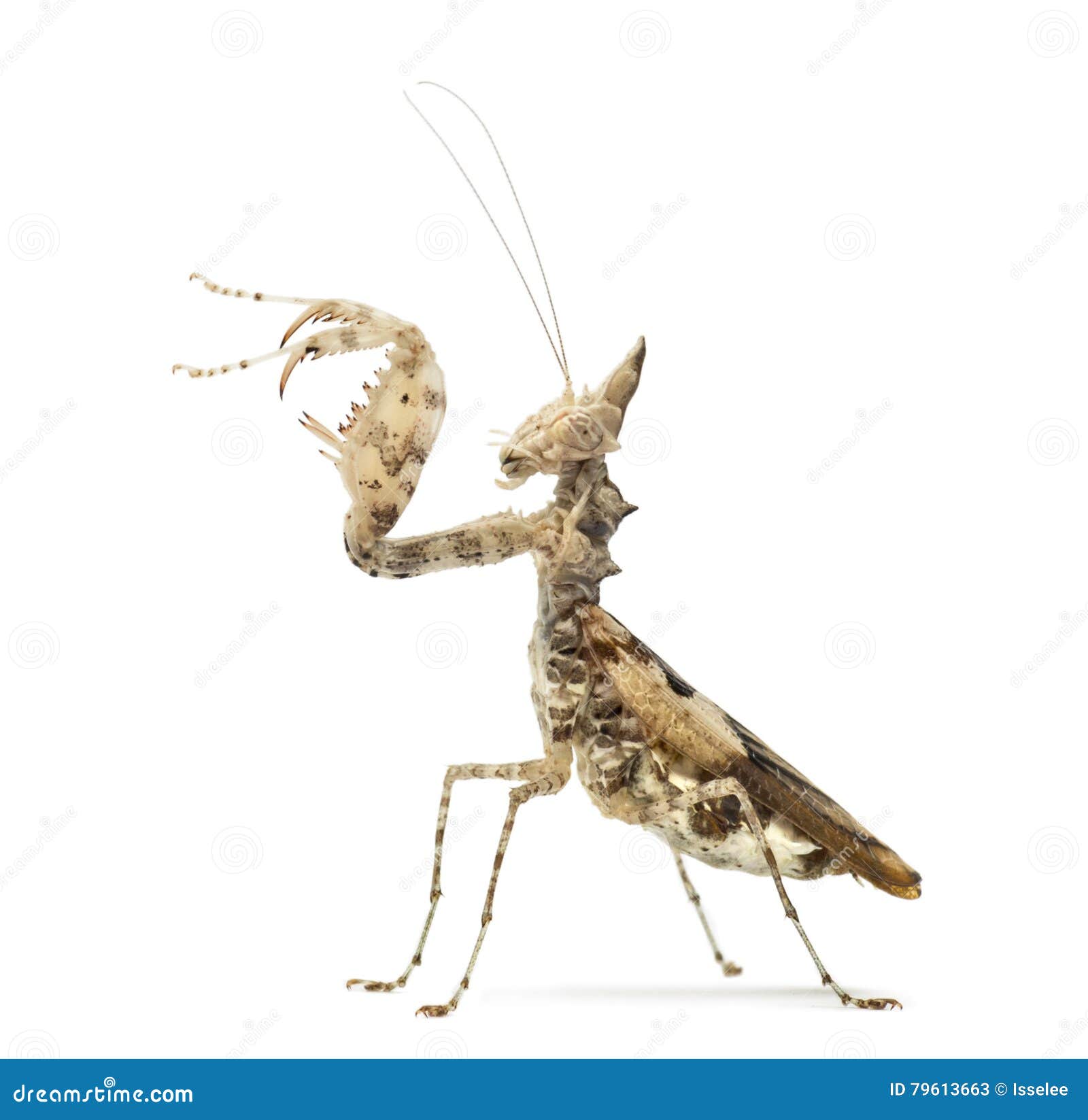 Female Praying Mantis, Ceratomantis Saussurii Stock Image - Image of ...