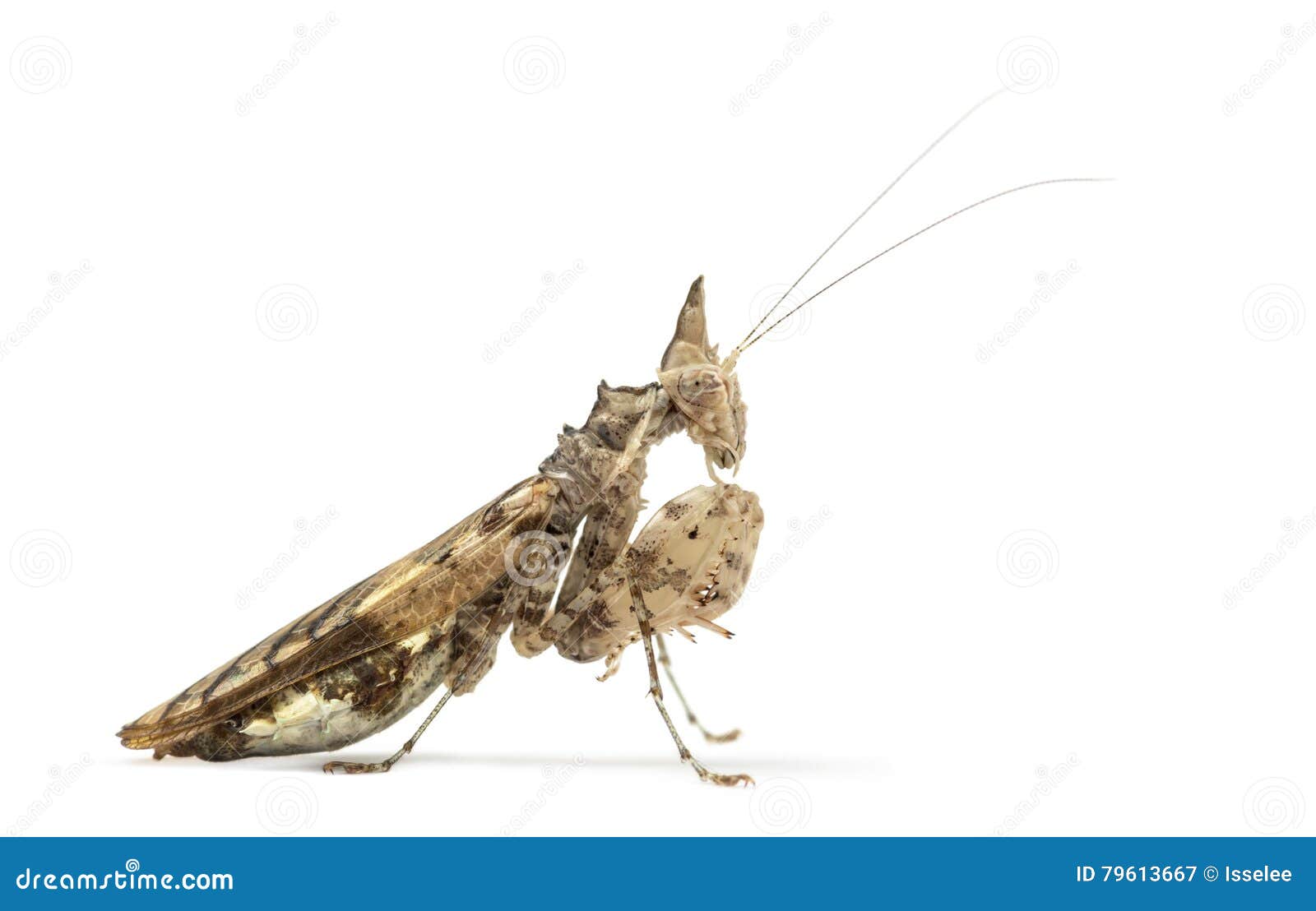 Female Praying Mantis, Ceratomantis Saussurii Stock Image - Image of ...