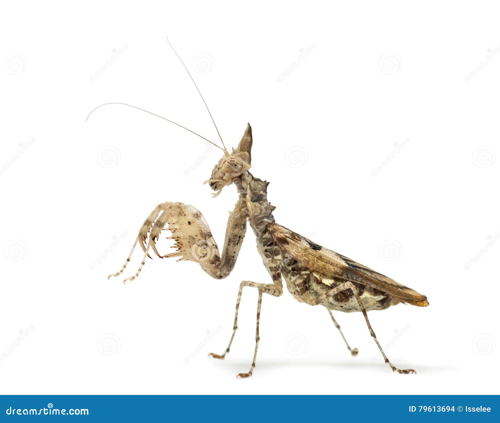 Female Praying Mantis, Ceratomantis Saussurii Stock Photo - Image of ...