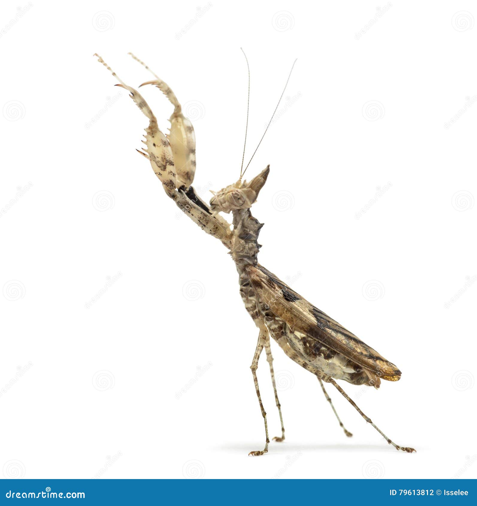 Female Praying Mantis, Ceratomantis Saussurii Stock Photo - Image of ...