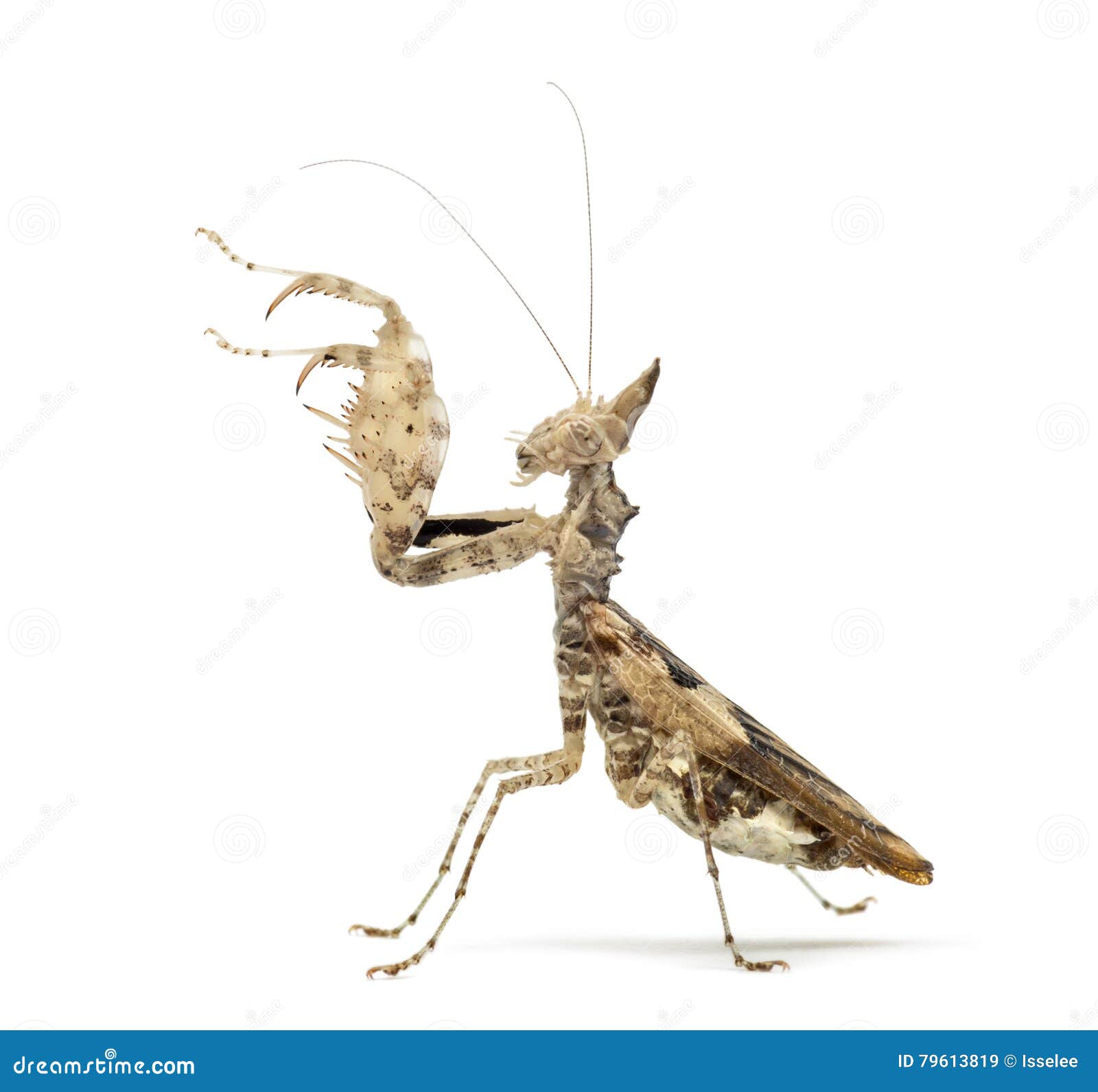 Female Praying Mantis, Ceratomantis Saussurii Stock Image - Image of ...