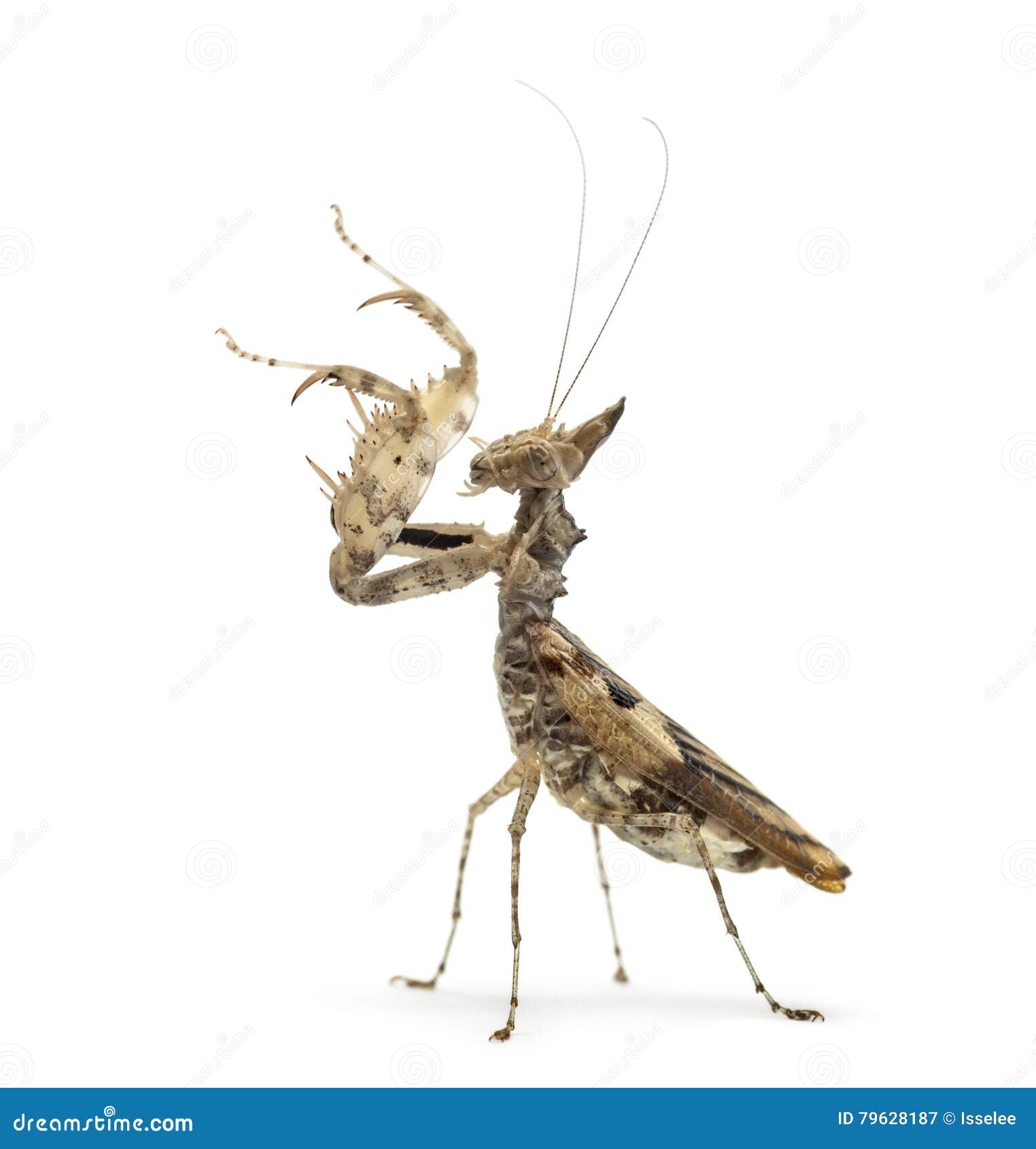 Female Praying Mantis, Ceratomantis Saussurii Stock Image - Image of ...