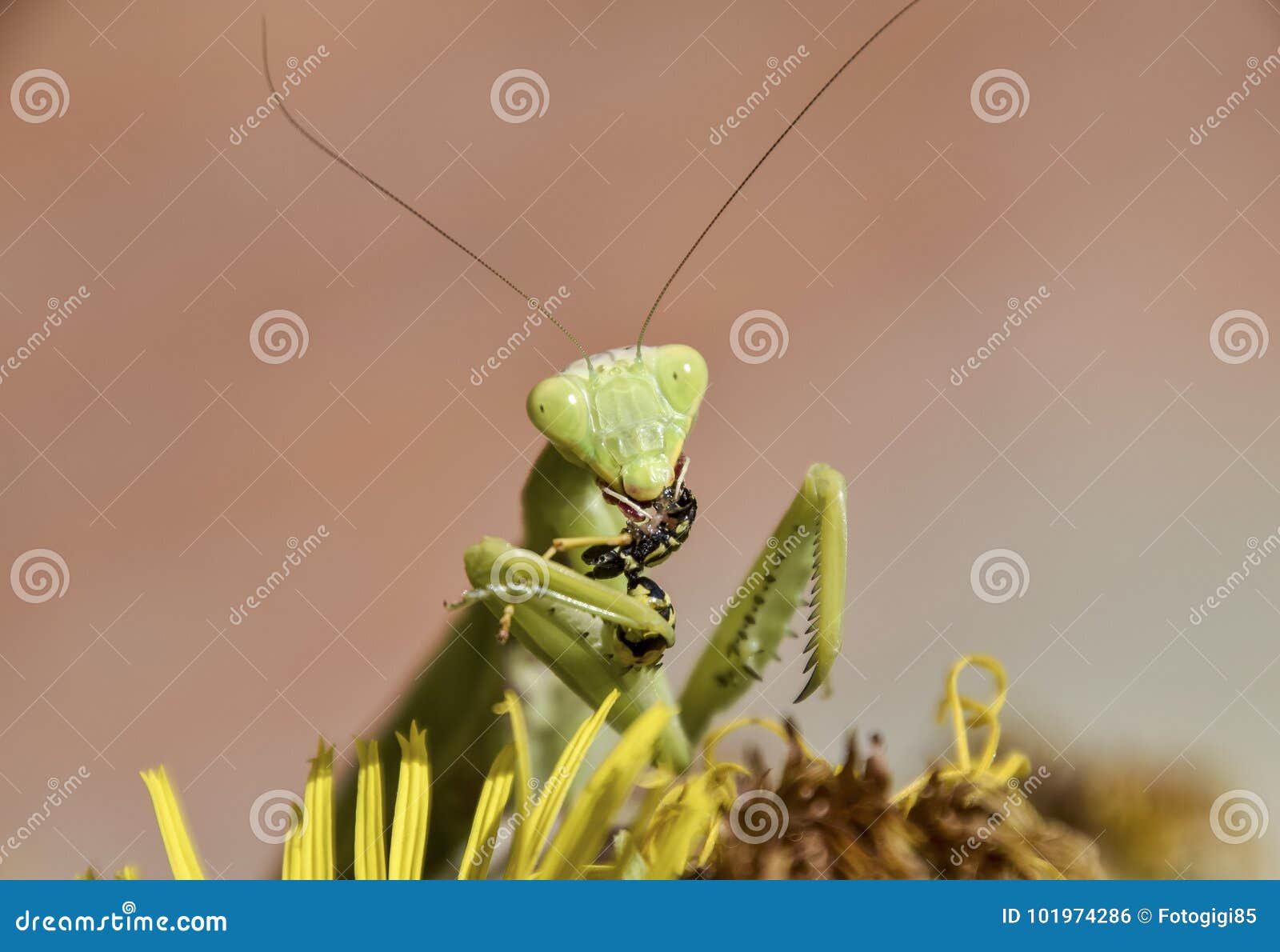 The Female Praying Mantis Devouring Wasp Stock Photo - Image of female ...