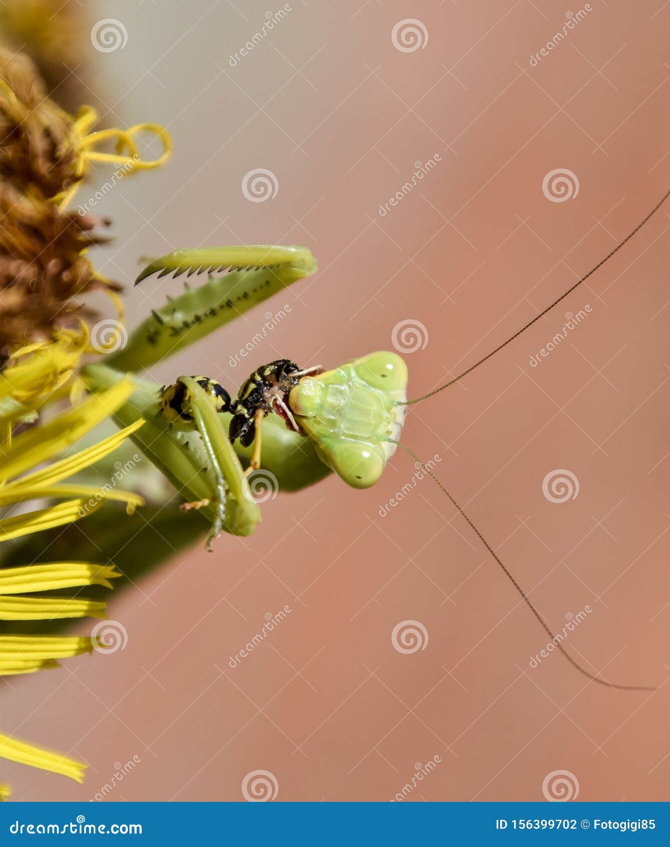 The Female Praying Mantis Devouring Wasp Stock Photo - Image of ambush ...
