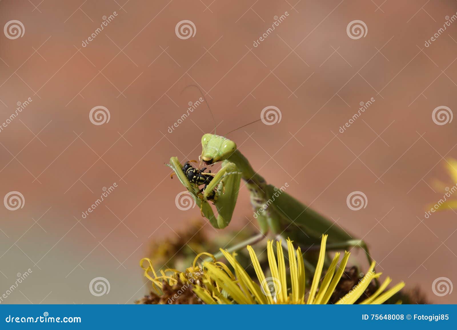 The Female Praying Mantis Devouring Wasp Stock Photo - Image of green ...