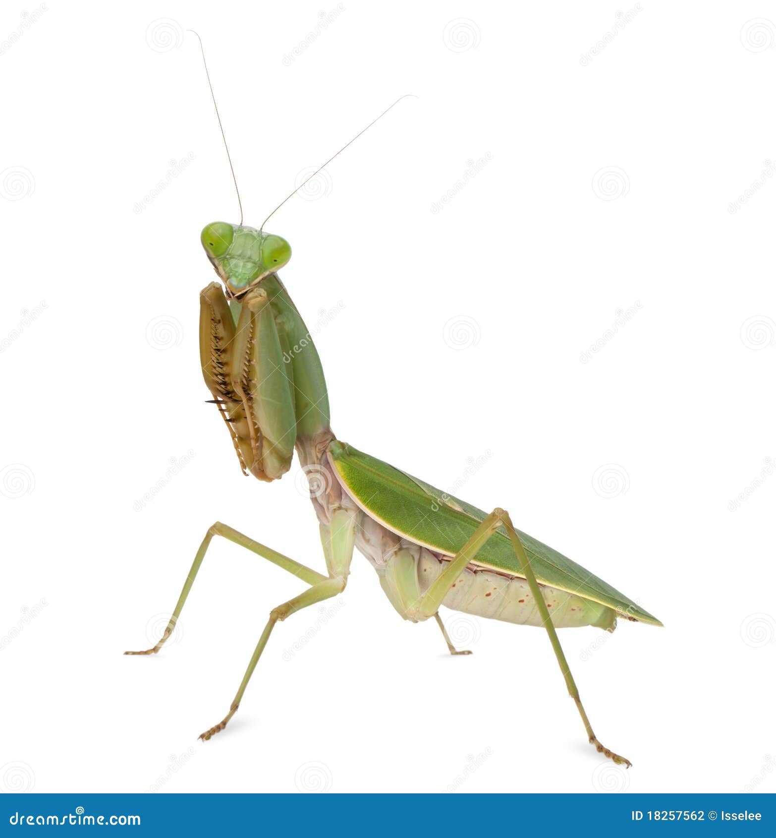 Female Praying Mantis, Rhombodera Basalis Stock Photo - Image of animal ...