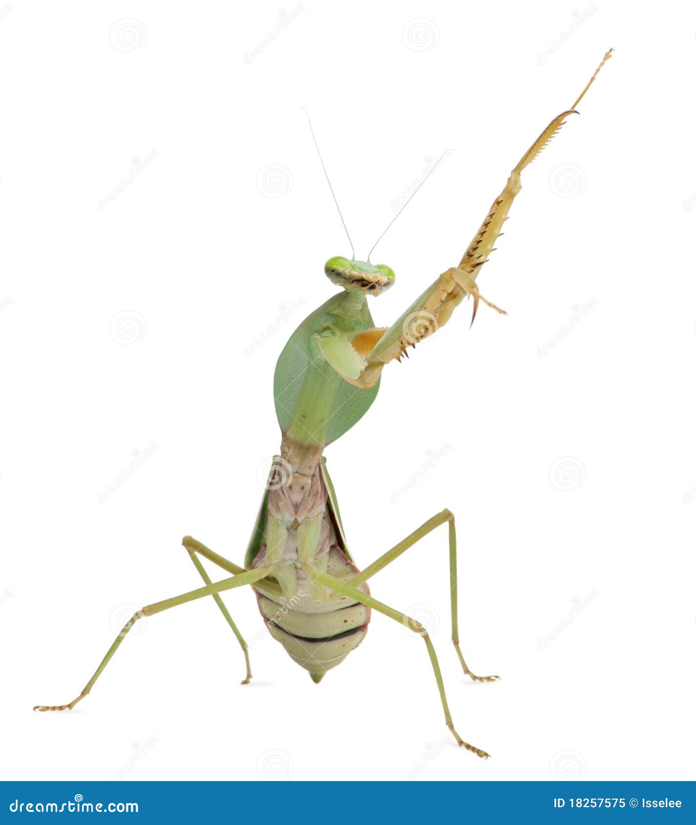 Female Praying Mantis, Rhombodera Basalis Stock Image - Image of ...