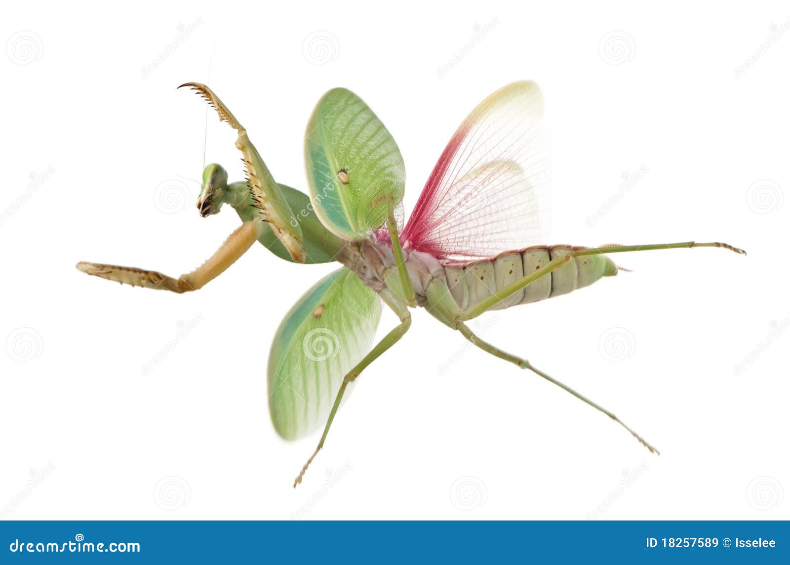 Female Praying Mantis, Rhombodera Basalis Stock Image - Image of nature ...