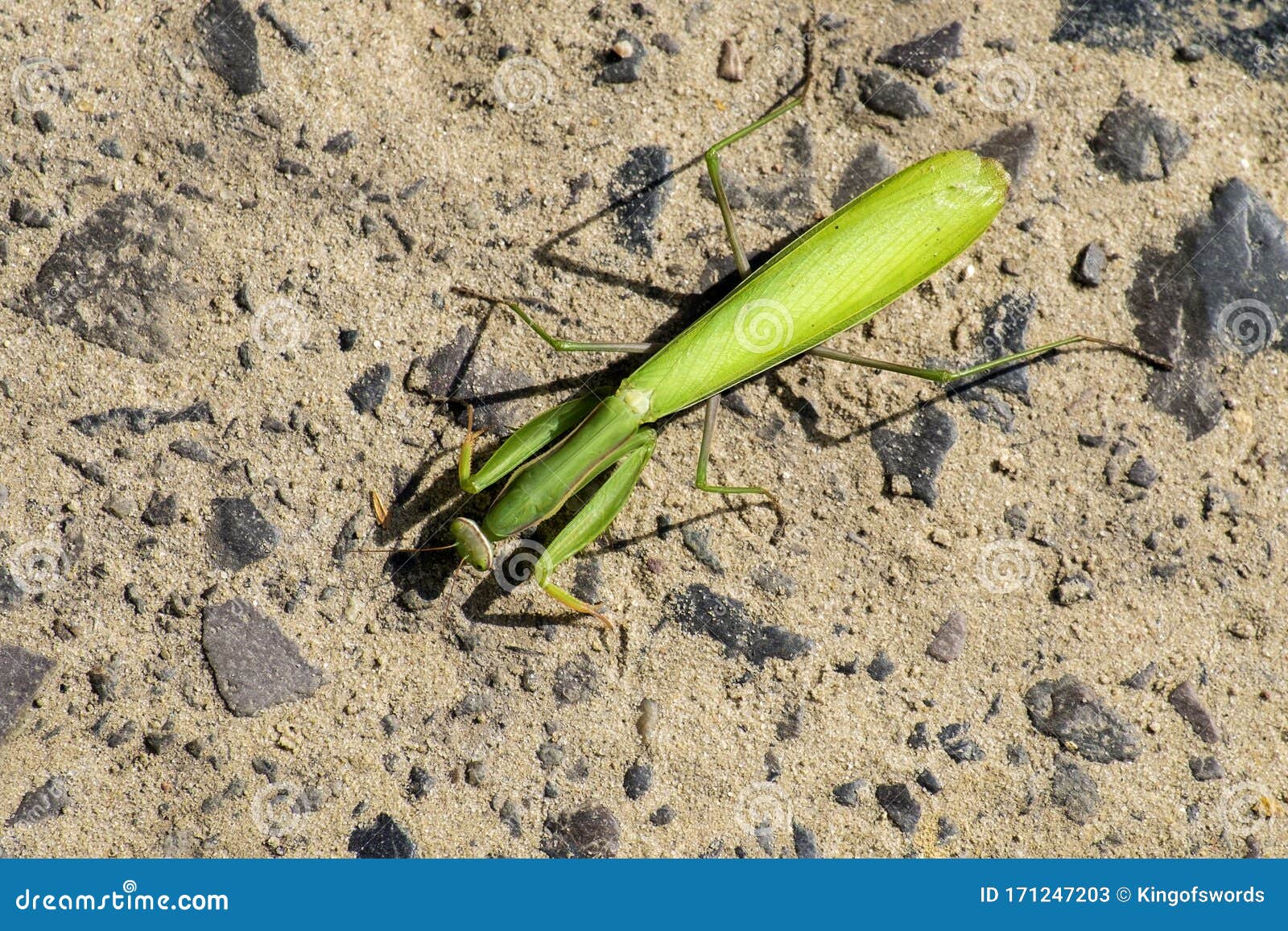 Female Praying Mantis Sits on the Ground Stock Image - Image of ...