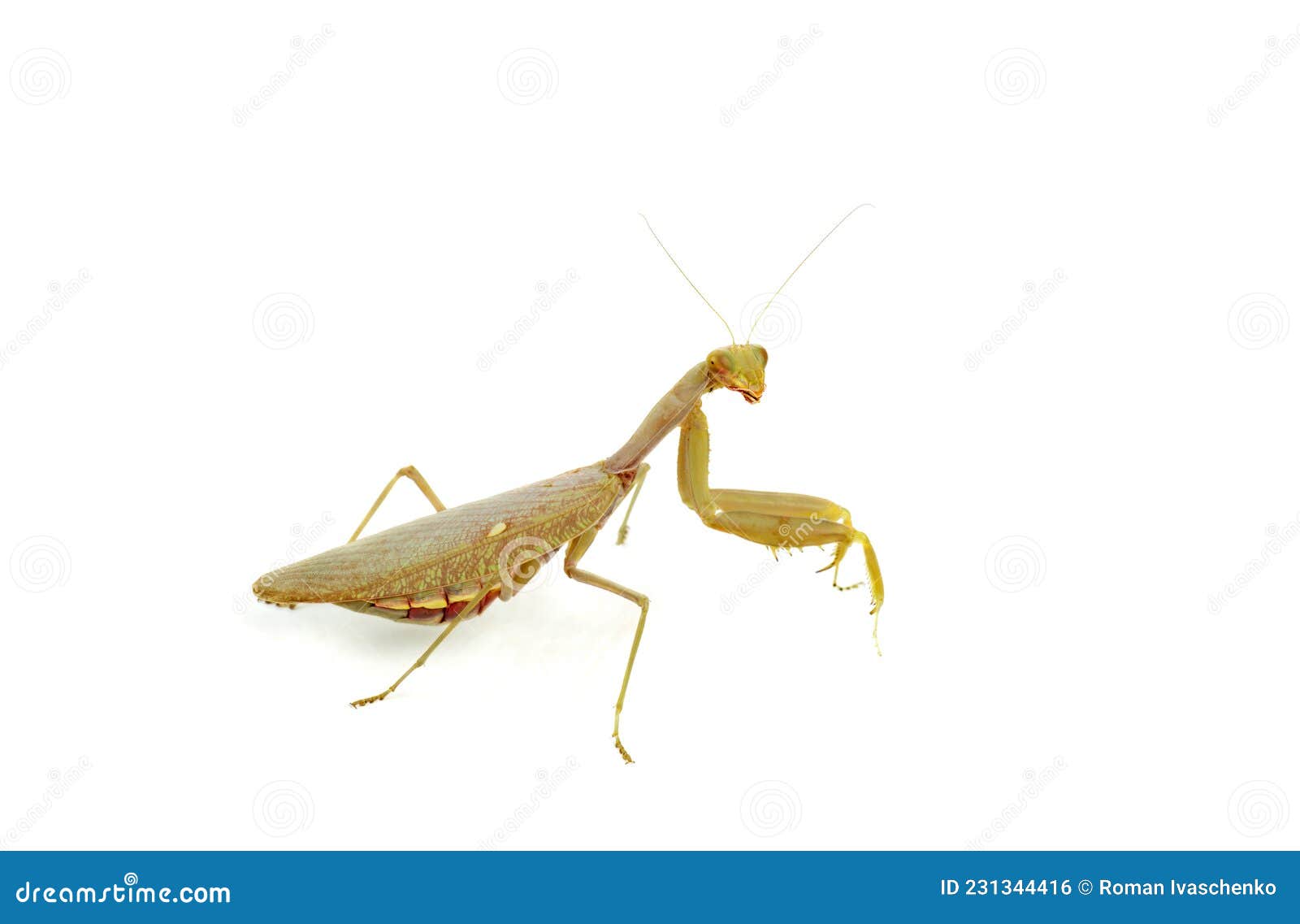 Female Pregnant European Mantis Or Praying Mantis Mantis Religiosa Isolated On A White Stock