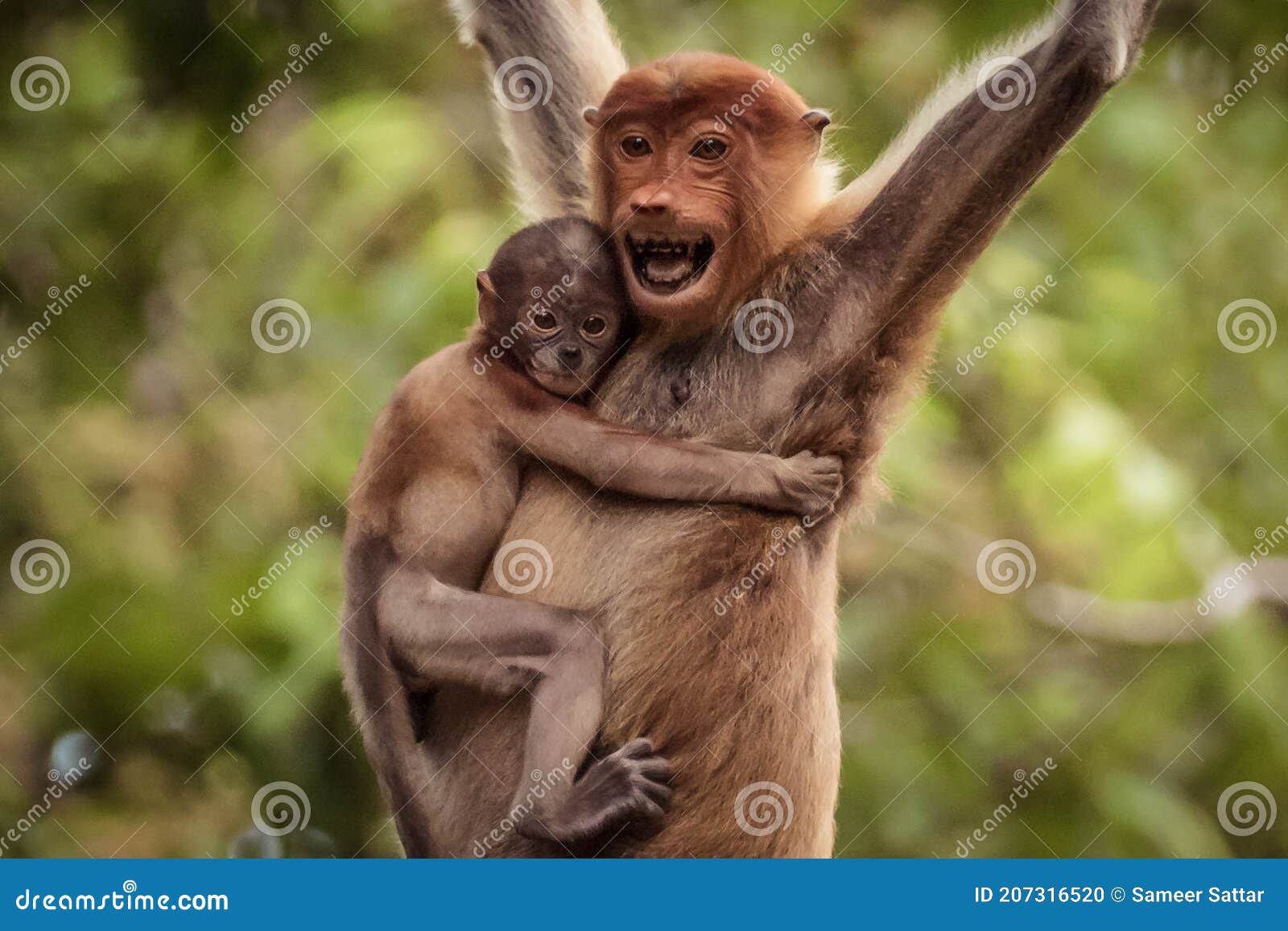 A Female Proboscis Monkey with a Baby Stock Photo - Image of primate ...