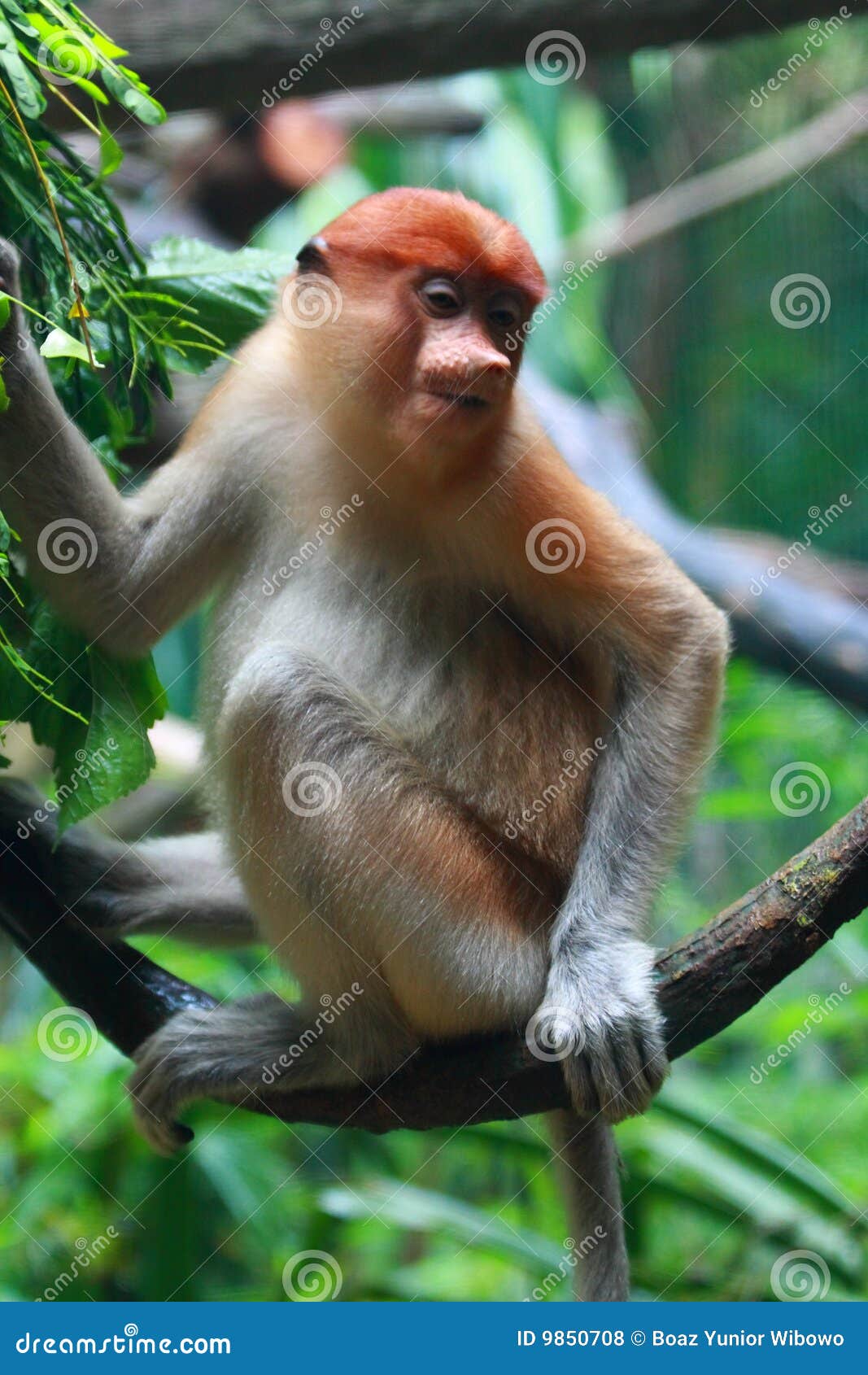 A Female Proboscis Monkey (Bekantan) Stock Photo - Image of animals ...