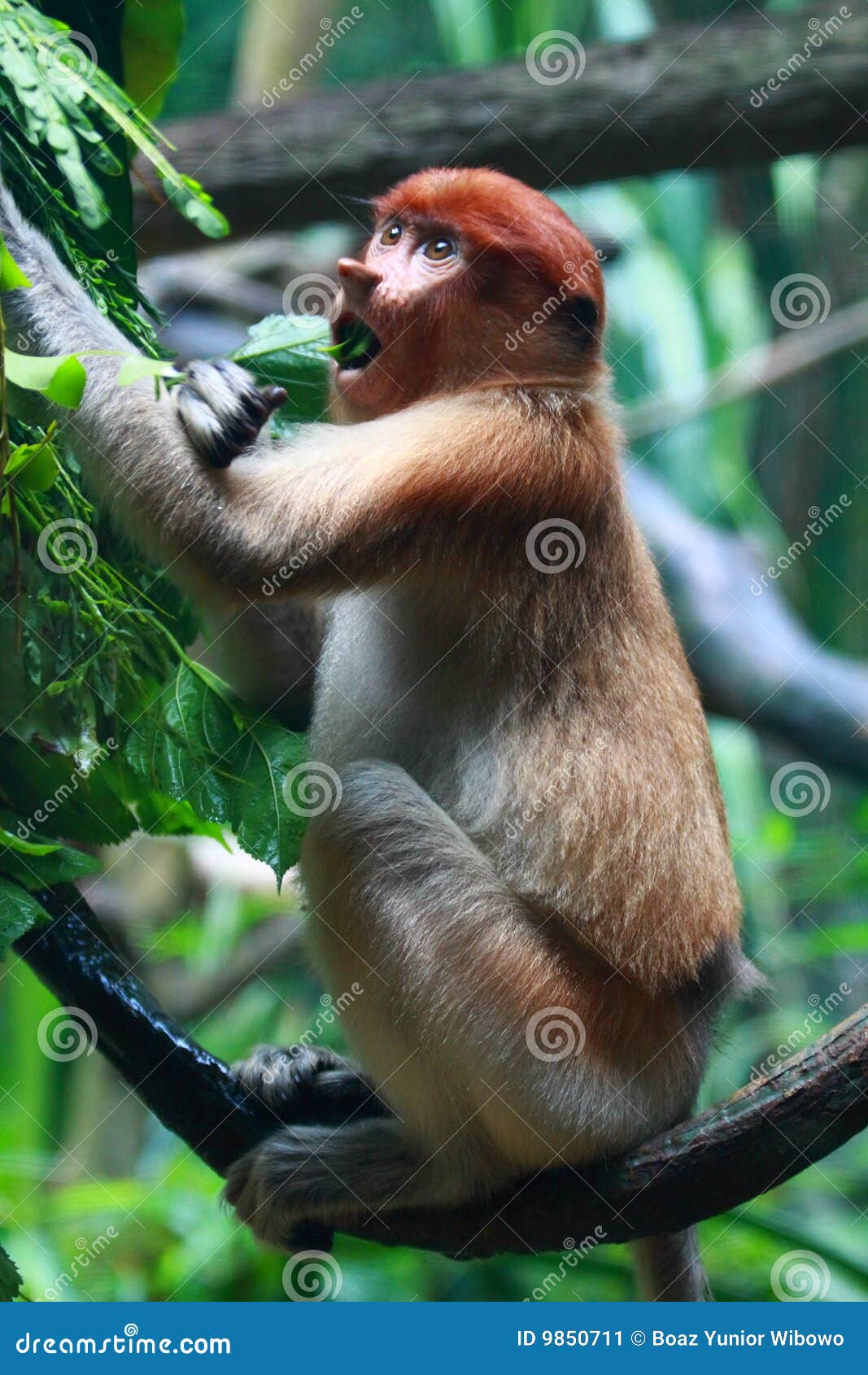 Proboscis Monkey Stock Photo | CartoonDealer.com #12675786