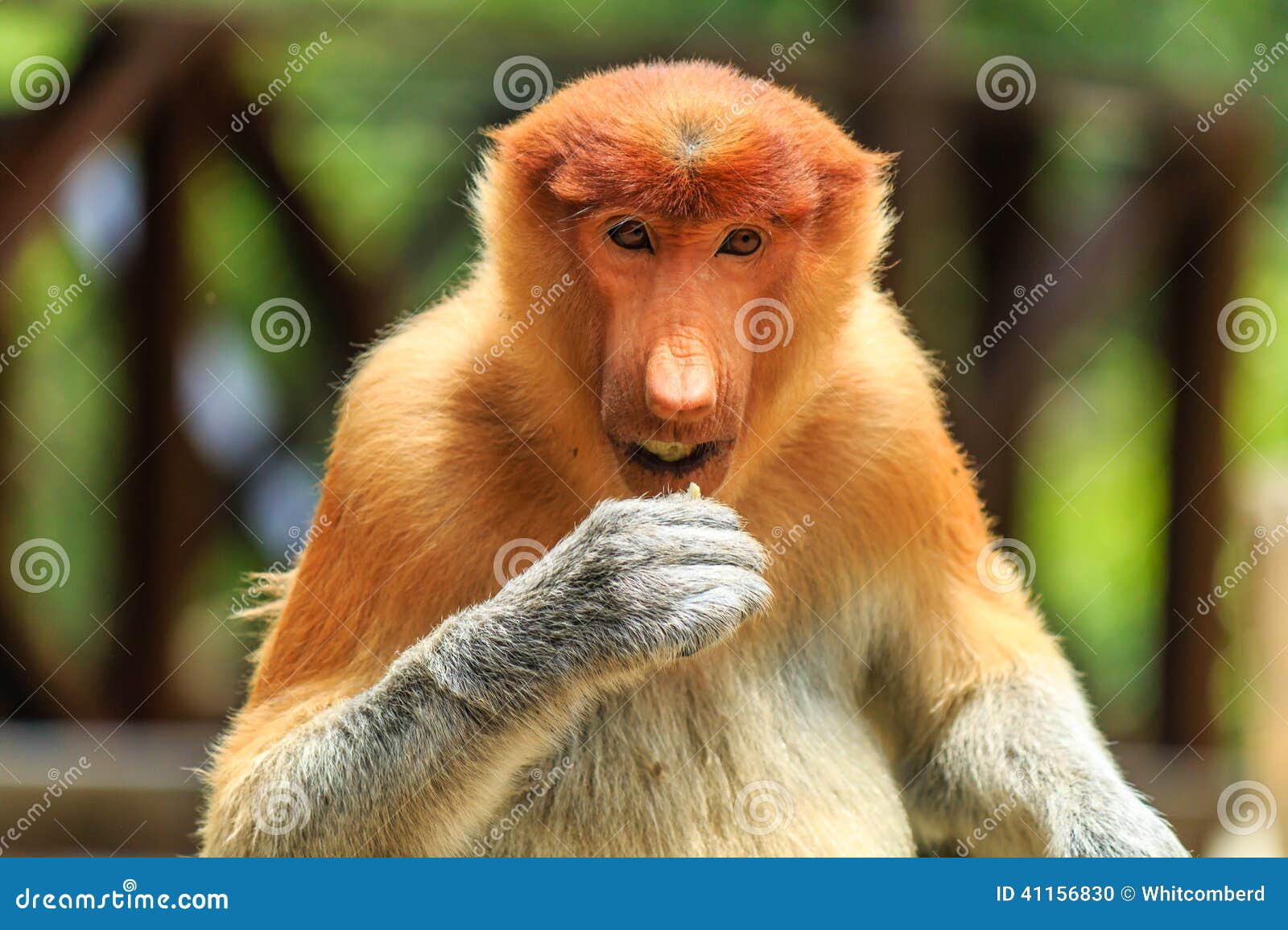 Female Proboscis Monkey Feeding Stock Photo - Image of mangrove, pair ...