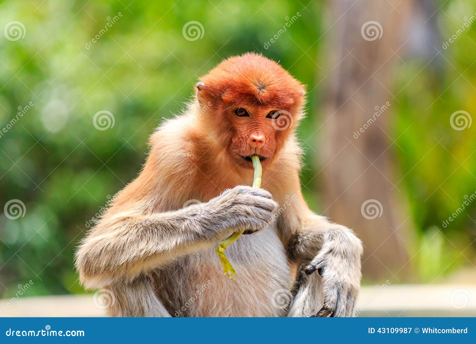 Female Proboscis Monkey Feeding Stock Image - Image of greenery, labuk ...