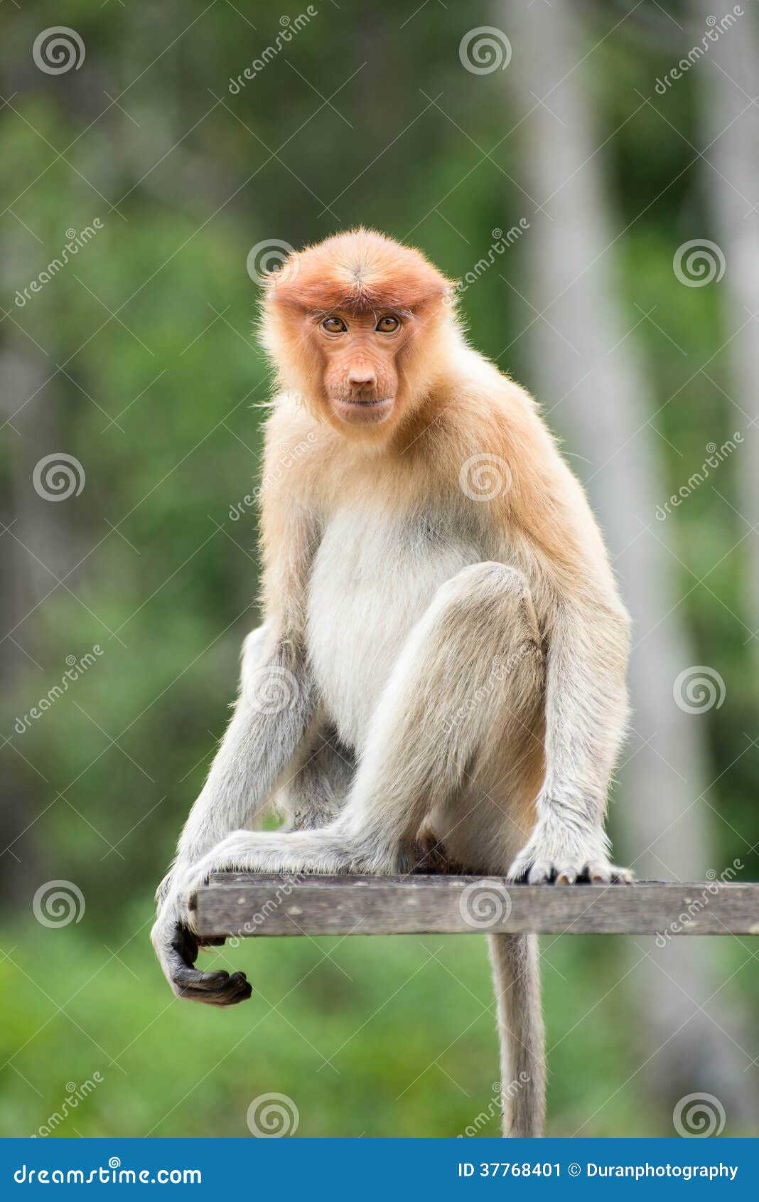 Female proboscis monkey stock image. Image of labuk, jungle - 37768401