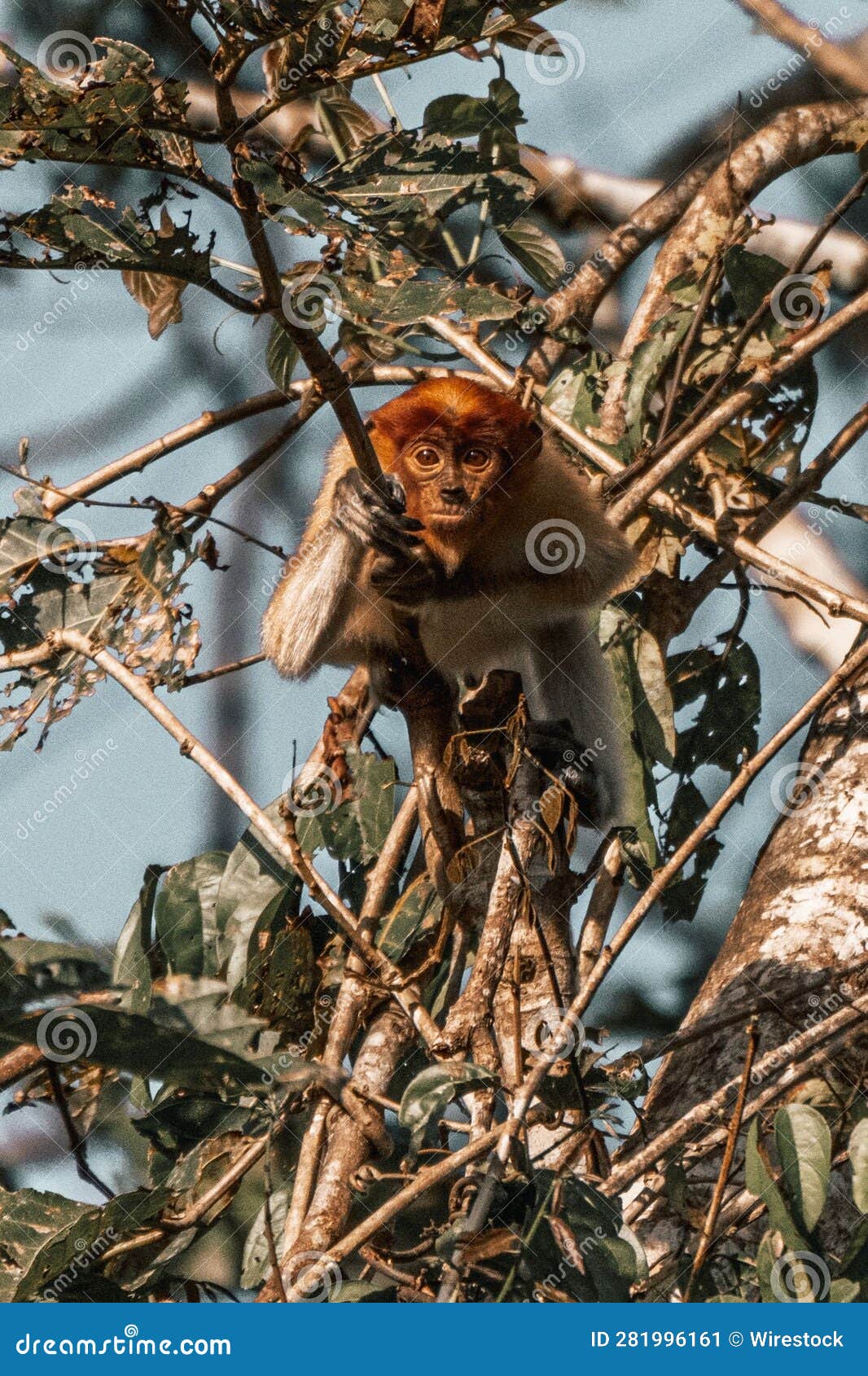 Female Proboscis Monkey Perched on a Tree Branch, Looking Off into the ...