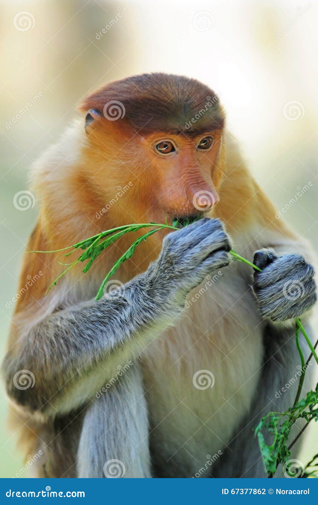 A Female Proboscis Monkey Nasalis Larvatus Feeding A Cub On Th Royalty ...