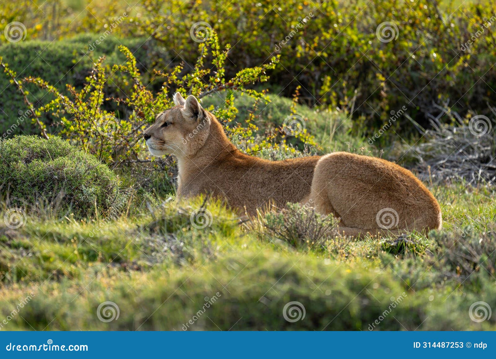 Female Puma Lies in Bushes in Profile Stock Image - Image of concolor ...