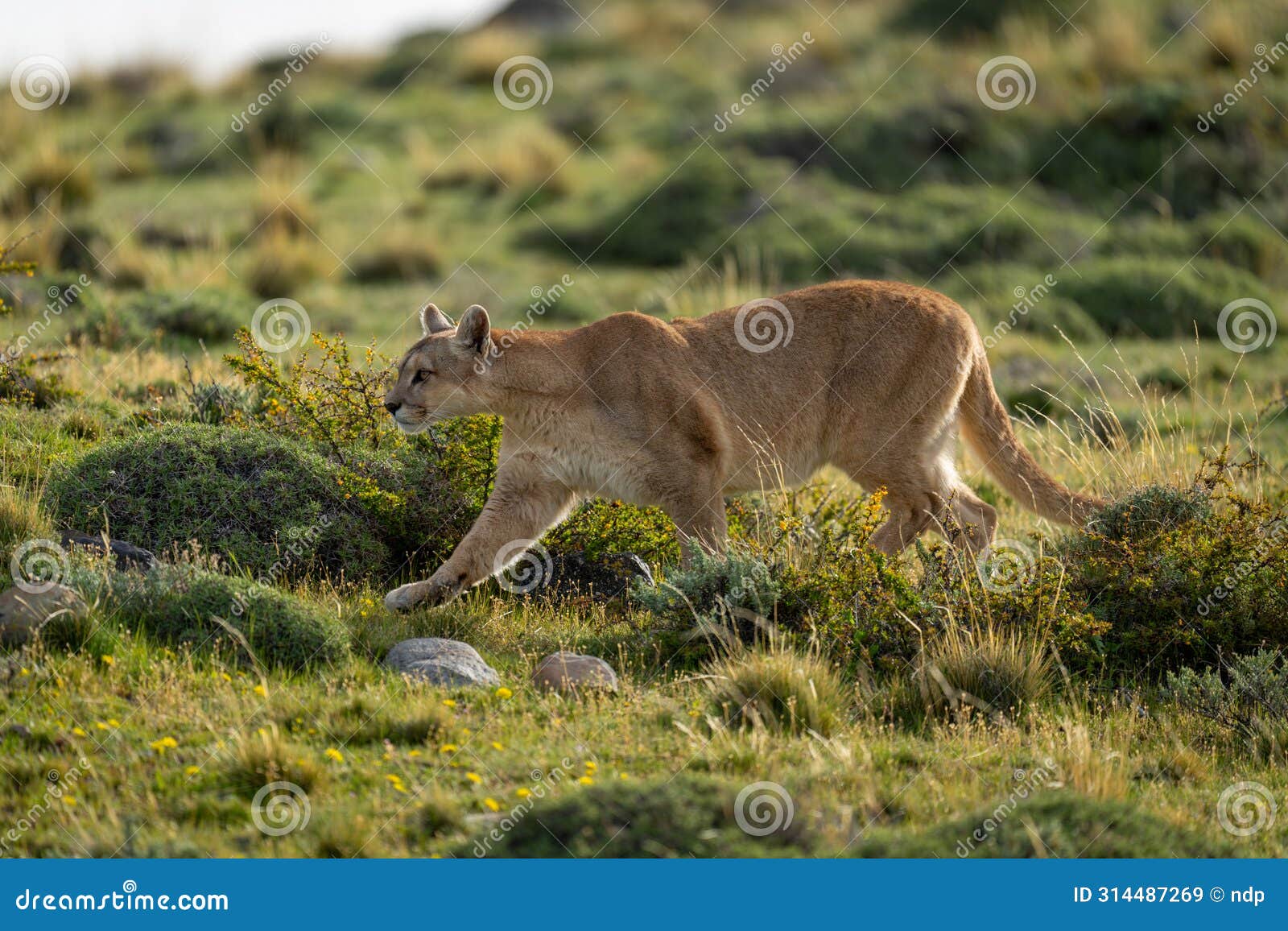 Female Puma Walks among Bushes in Scrubland Stock Image - Image of ...