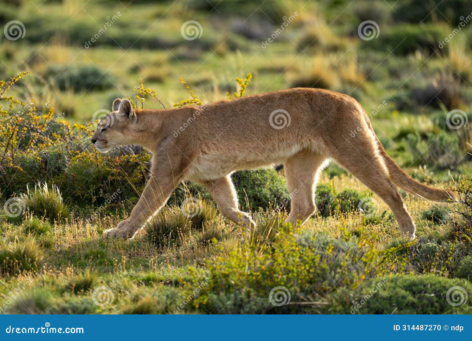 Female Puma Walks between Bushes in Scrubland Stock Photo - Image of ...