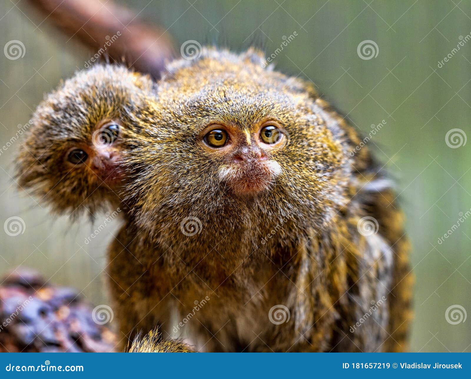 Female Pygmy Marmoset, Callithrix Pygmaea, with Cub Stock Image - Image ...