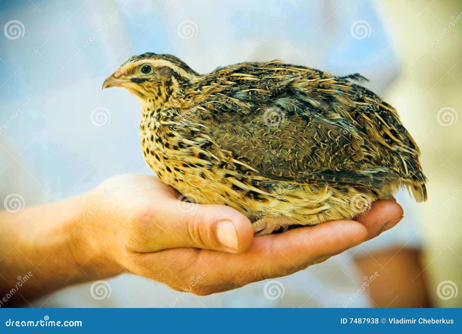 Female quail stock photo. Image of bird, japanese, beak - 7487938