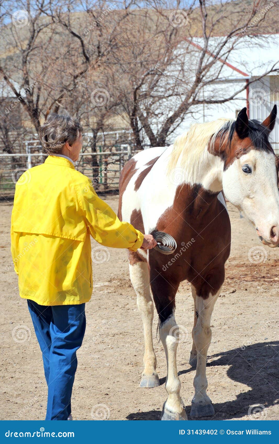 Female rancher. stock photo. Image of hoofed, rural, grooming - 31439402