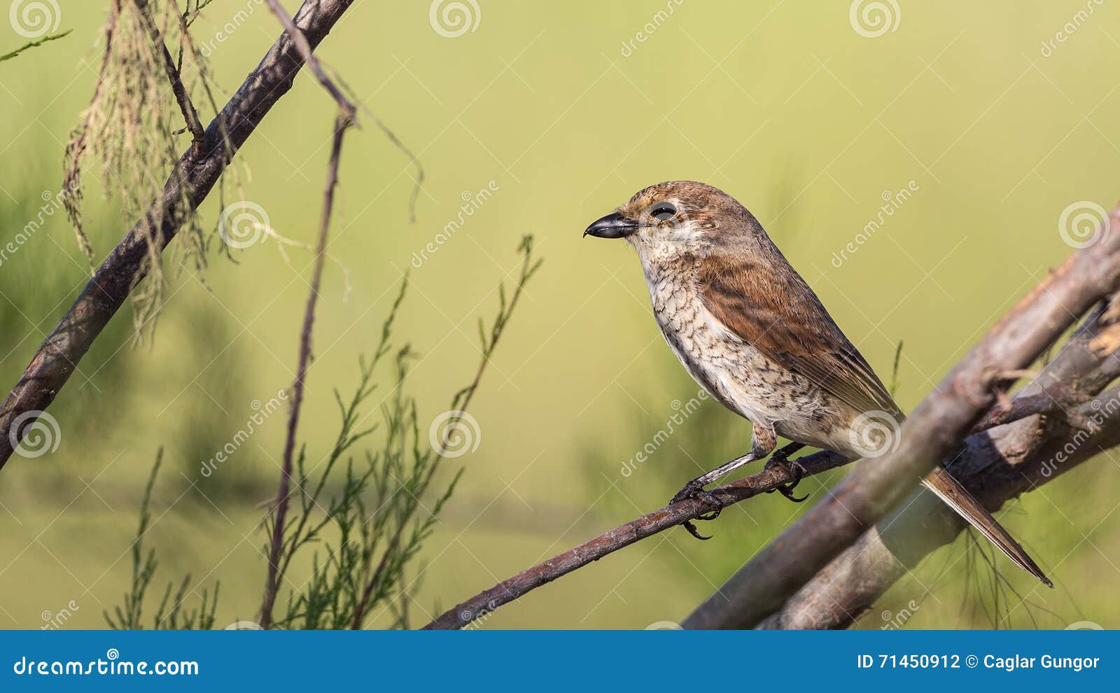 Female Red-backed Shrike stock photo. Image of nature - 71450912
